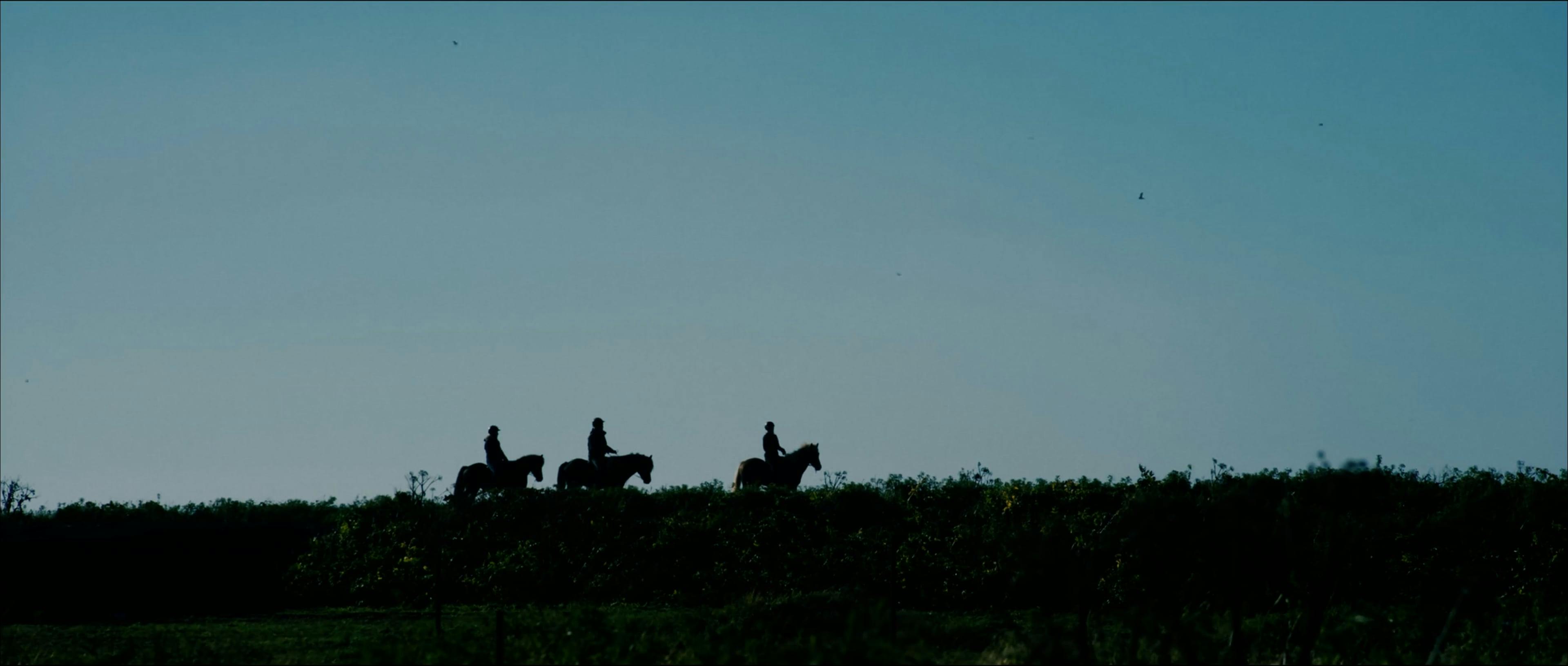 Cinematic Animals Videos, Download The BEST Free 4k Stock Video Footage ...