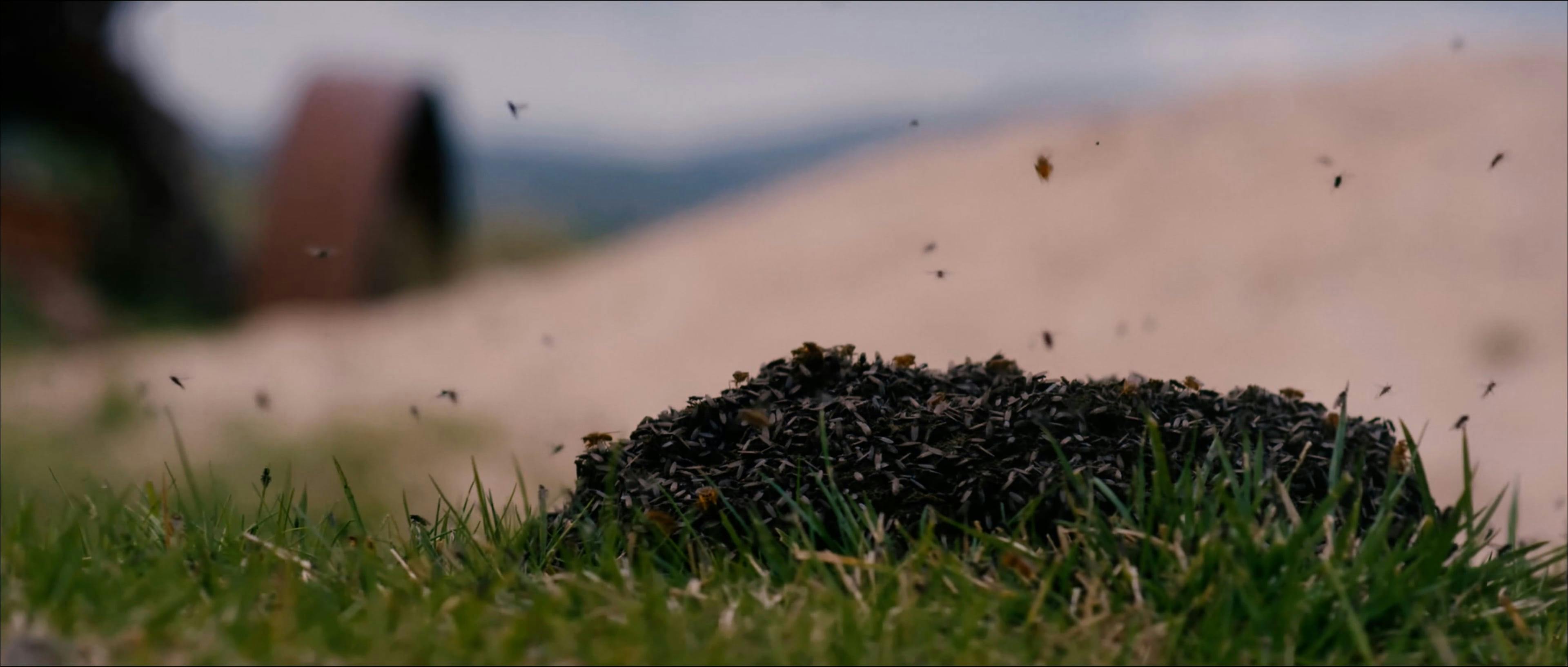 A Swarm of Insects on the Grass Free Stock Video Footage, Royalty-Free ...