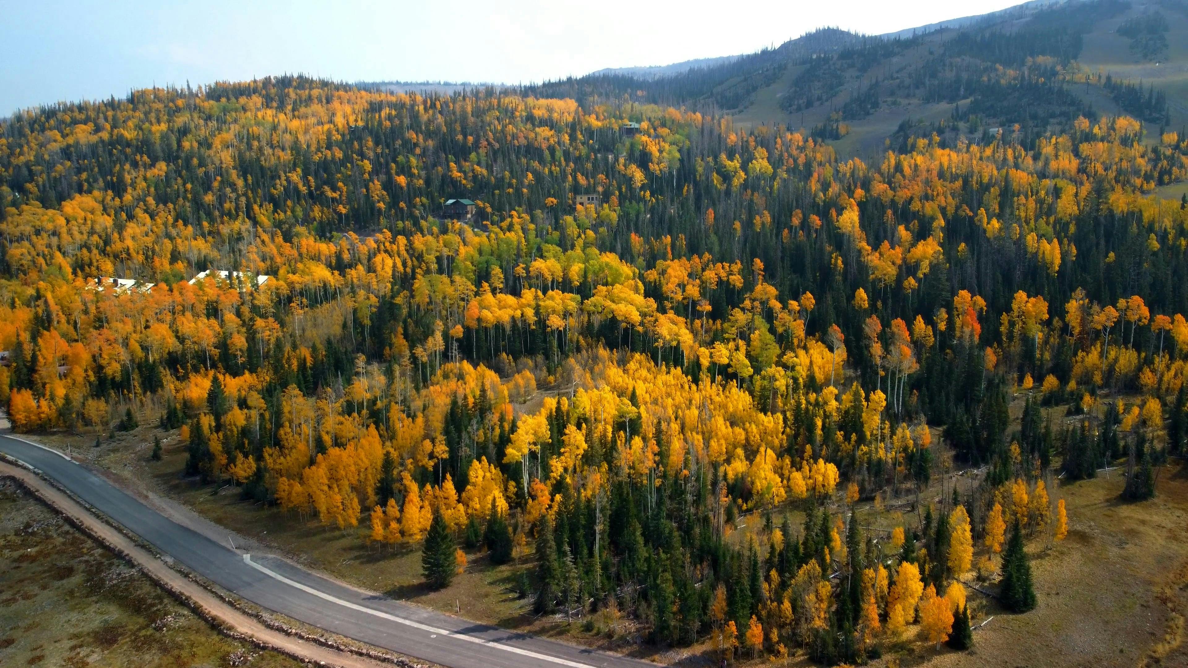 Drone Footage of Trees in Autumn Free Stock Video Footage, Royalty-Free ...