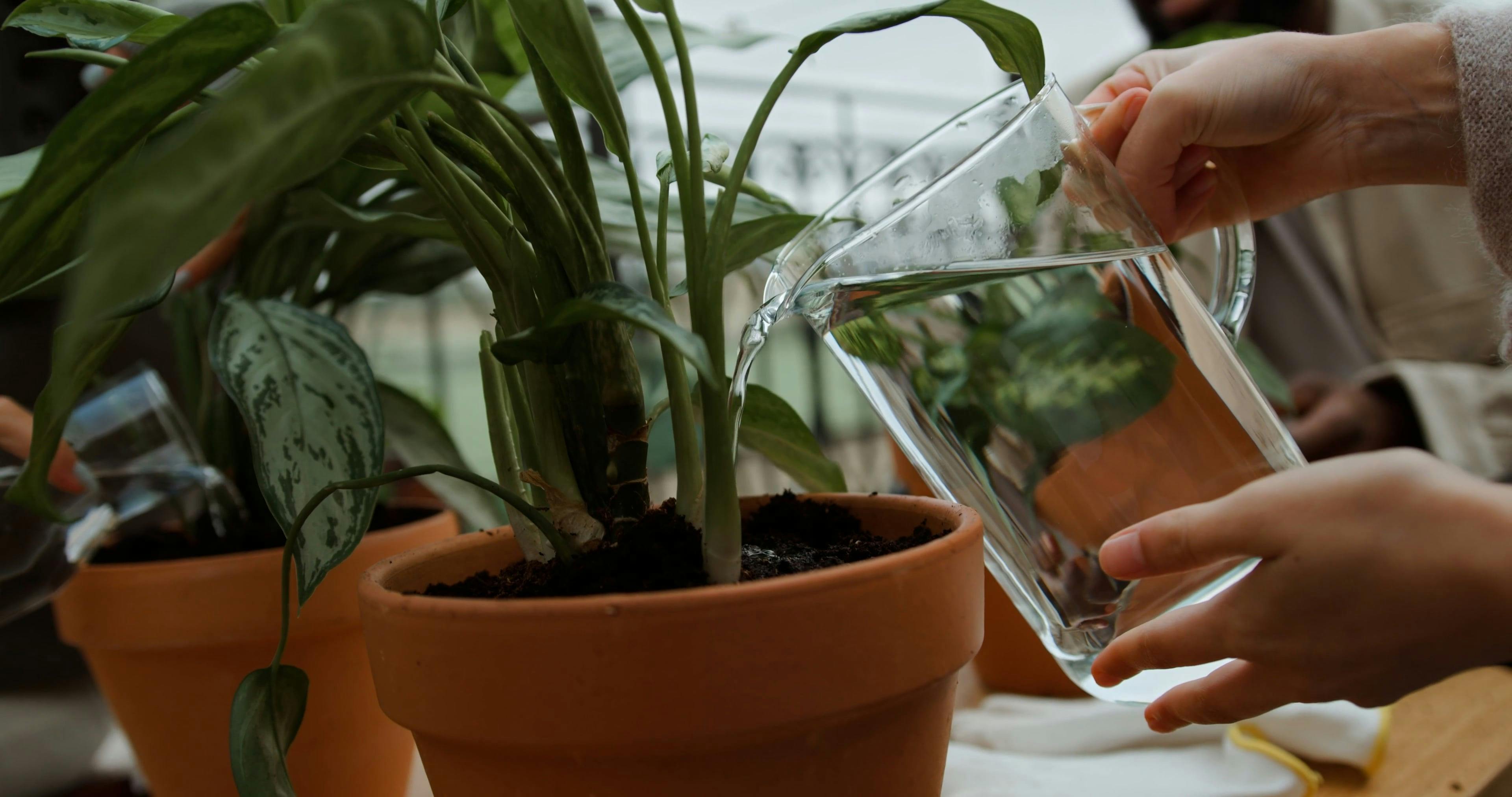 People Watering the Plants Free Stock Video Footage, Royalty-Free 4K ...