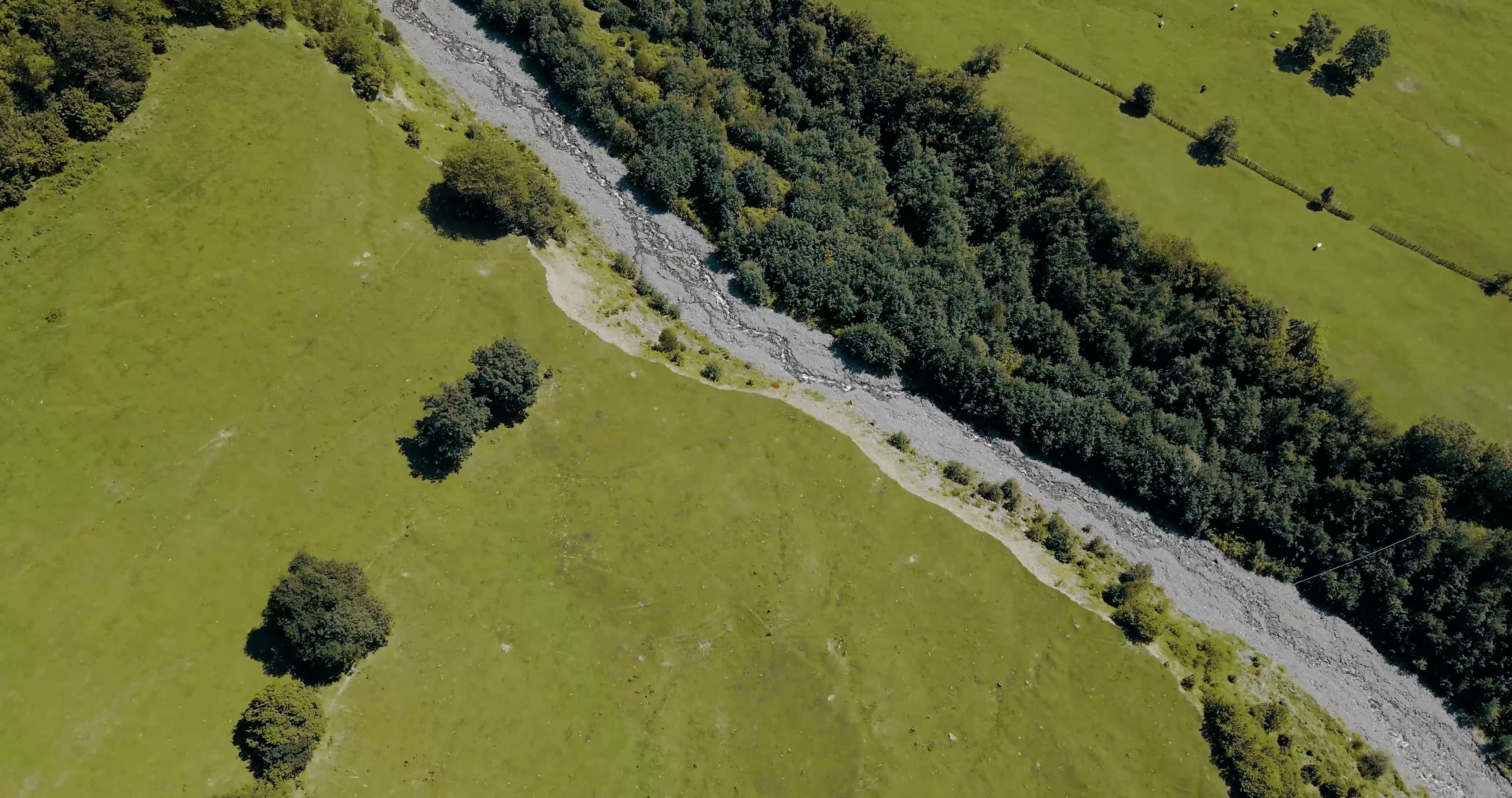 Drone Footage of Grass Field and Trees Free Stock Video Footage ...