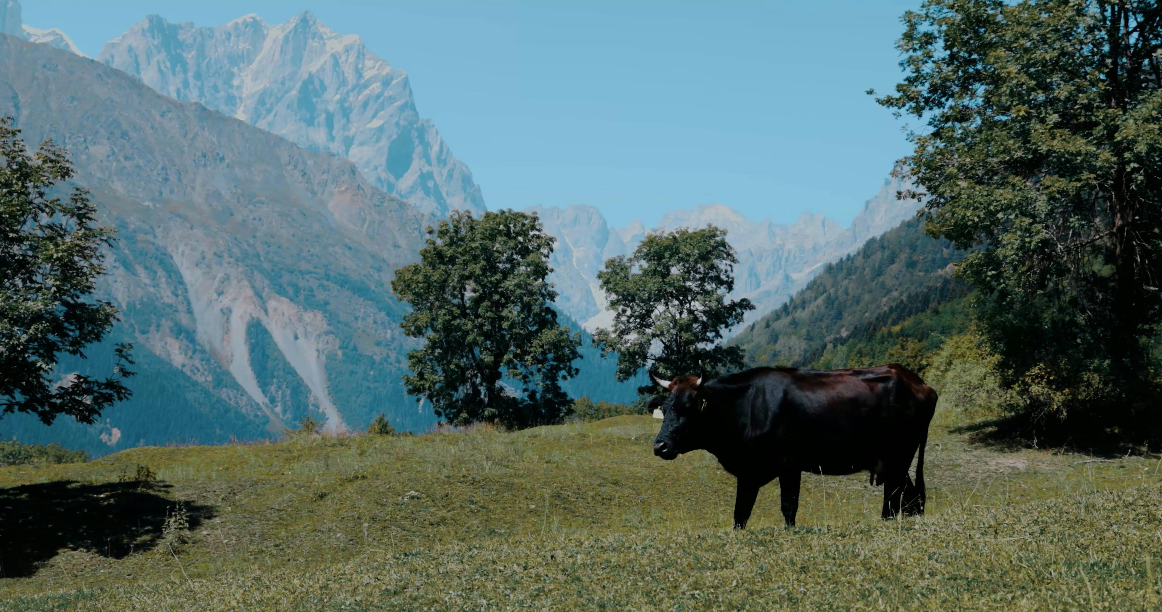 Highland Cow Animated Videos, Download The BEST Free 4k Stock Video ...