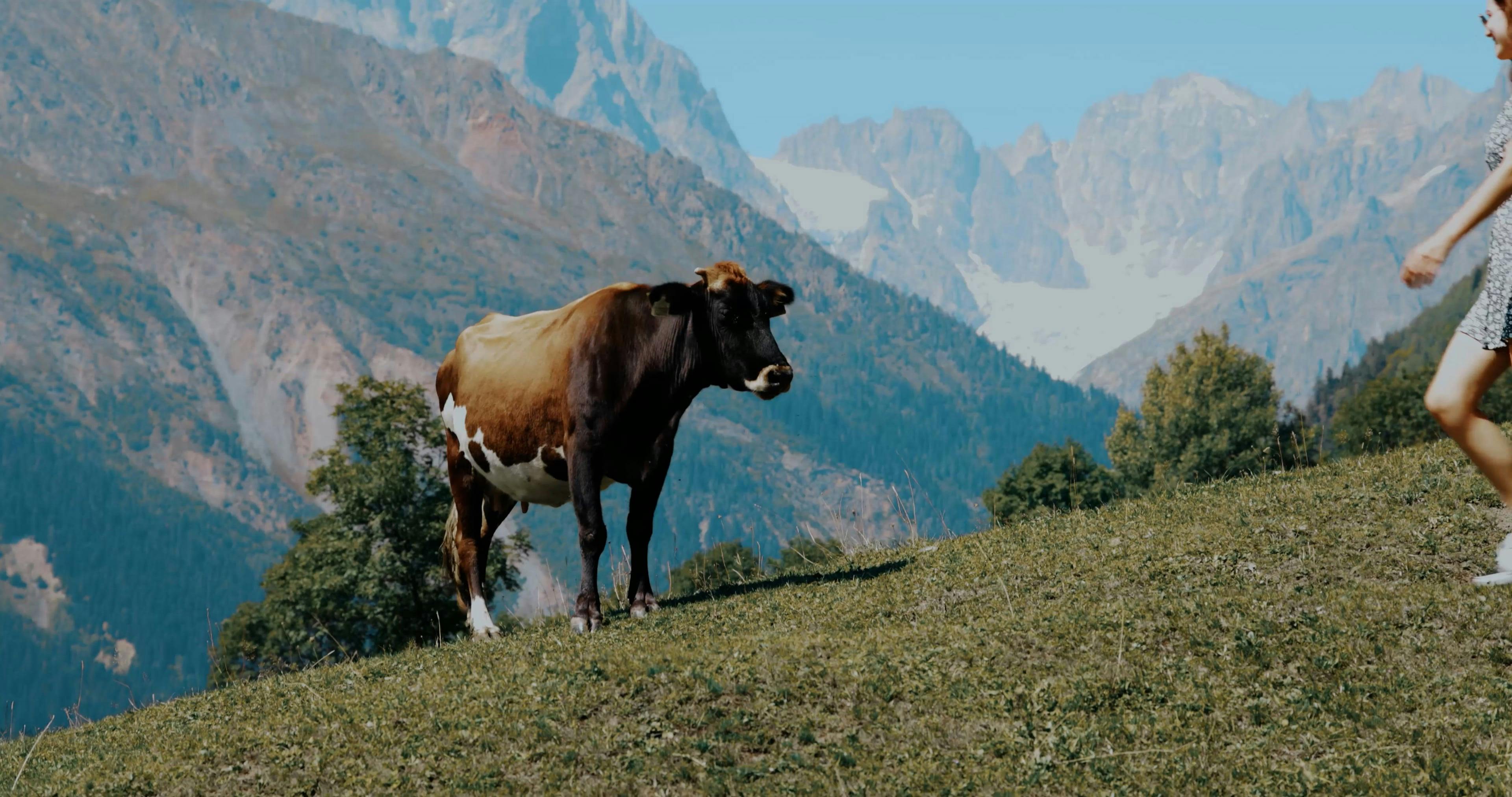 Pretty Cow Videos, Download The BEST Free 4k Stock Video Footage ...