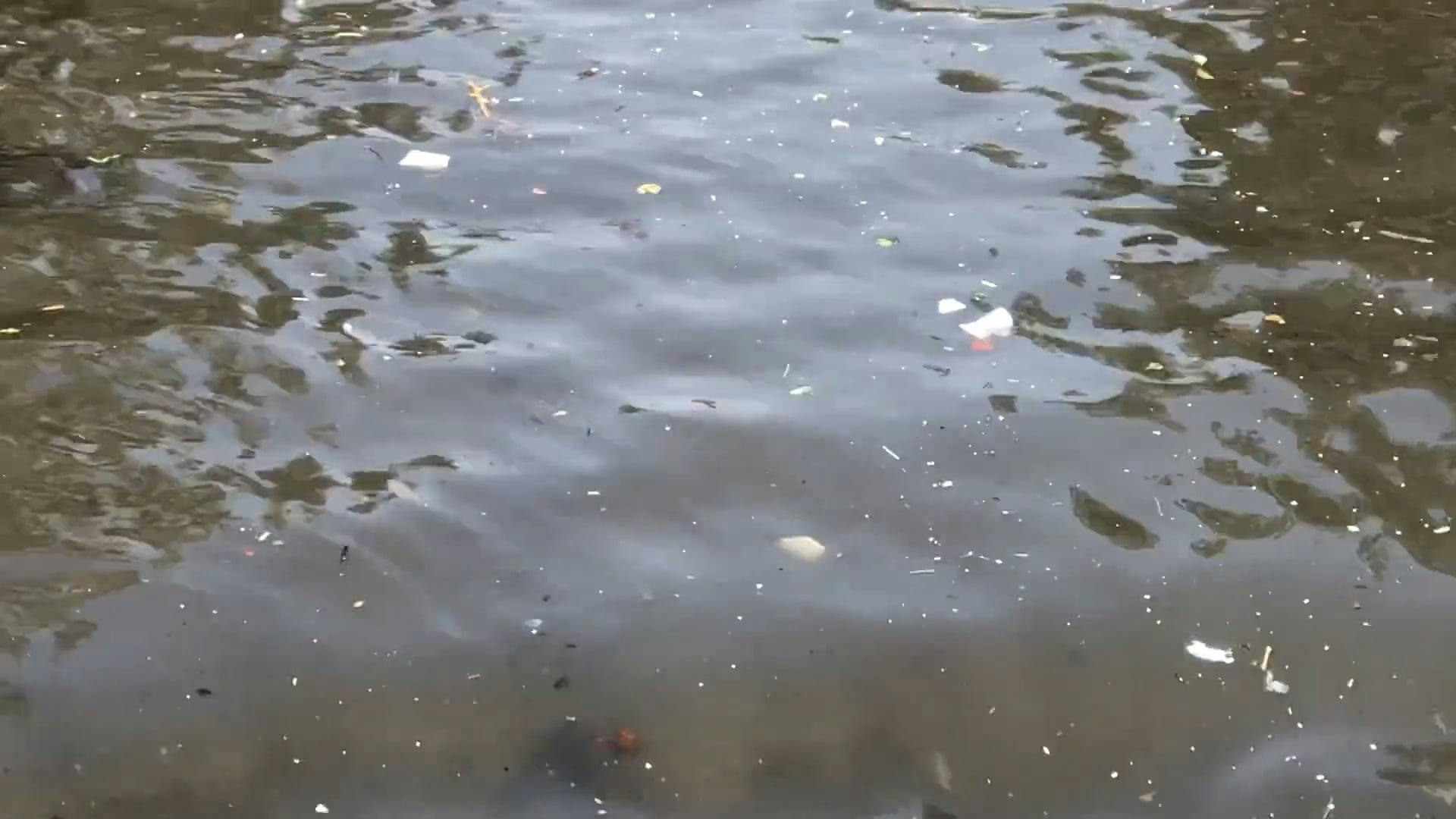 Dirty Lake Videos, Download The BEST Free 4k Stock Video Footage & Dirty Lake HD Video Clips