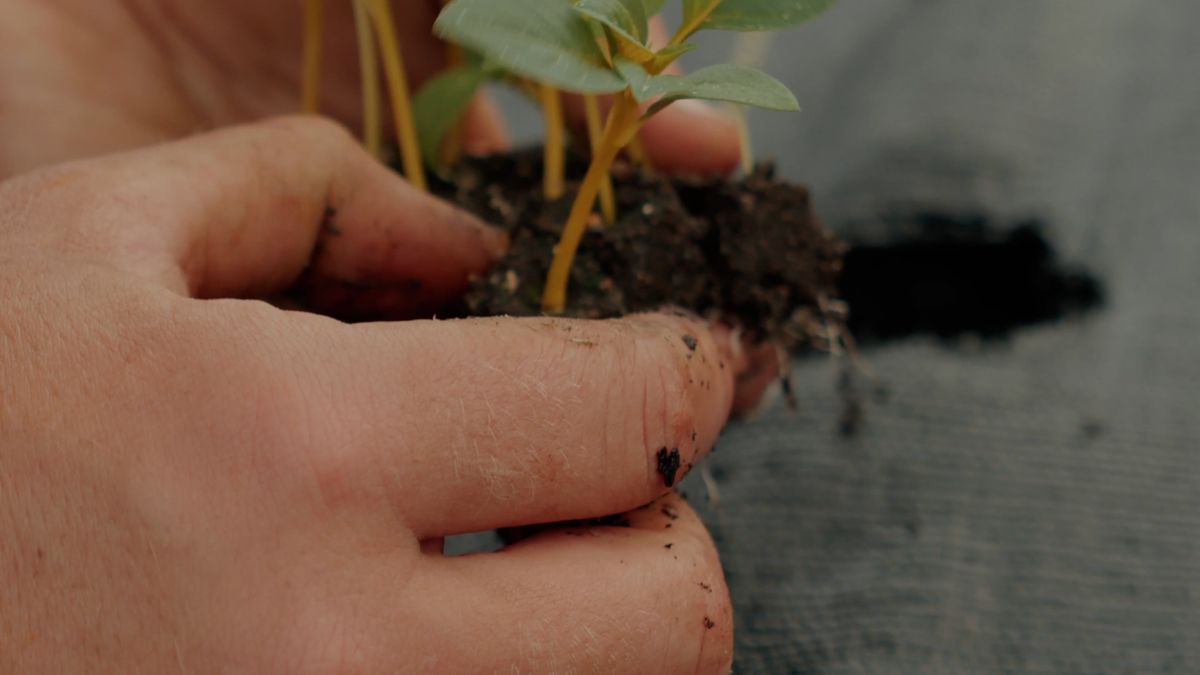 Hands Plants Videos, Download The BEST Free 4k Stock Video Footage ...