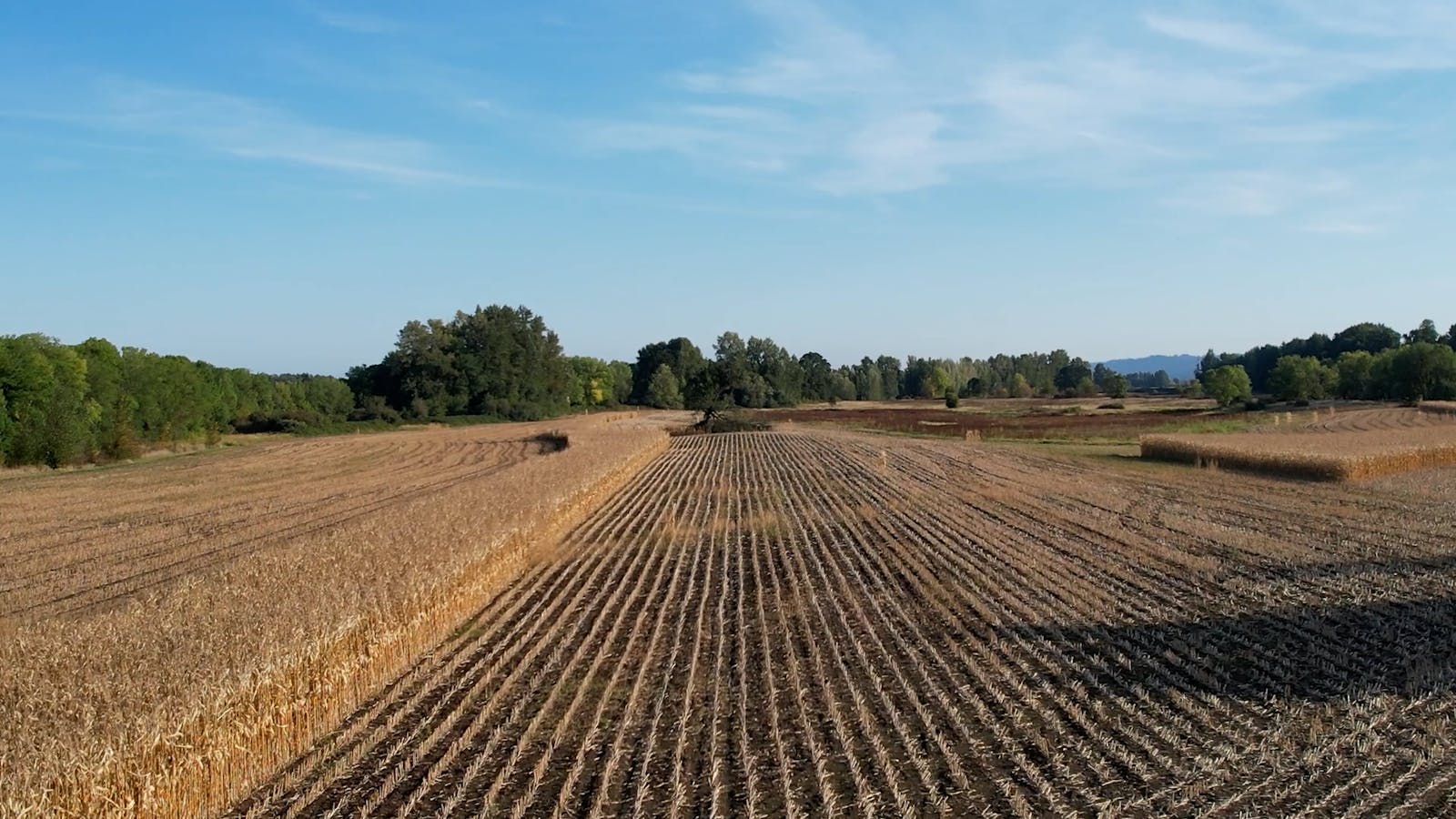Maize Field Videos, Download The BEST Free 4k Stock Video Footage ...