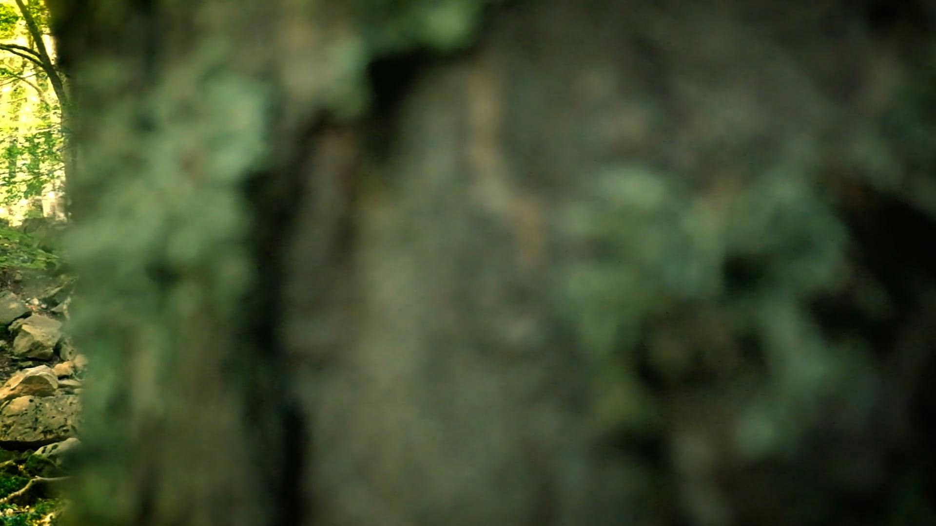 Footage of green forest with ruins Free Stock Video Footage, Royalty ...