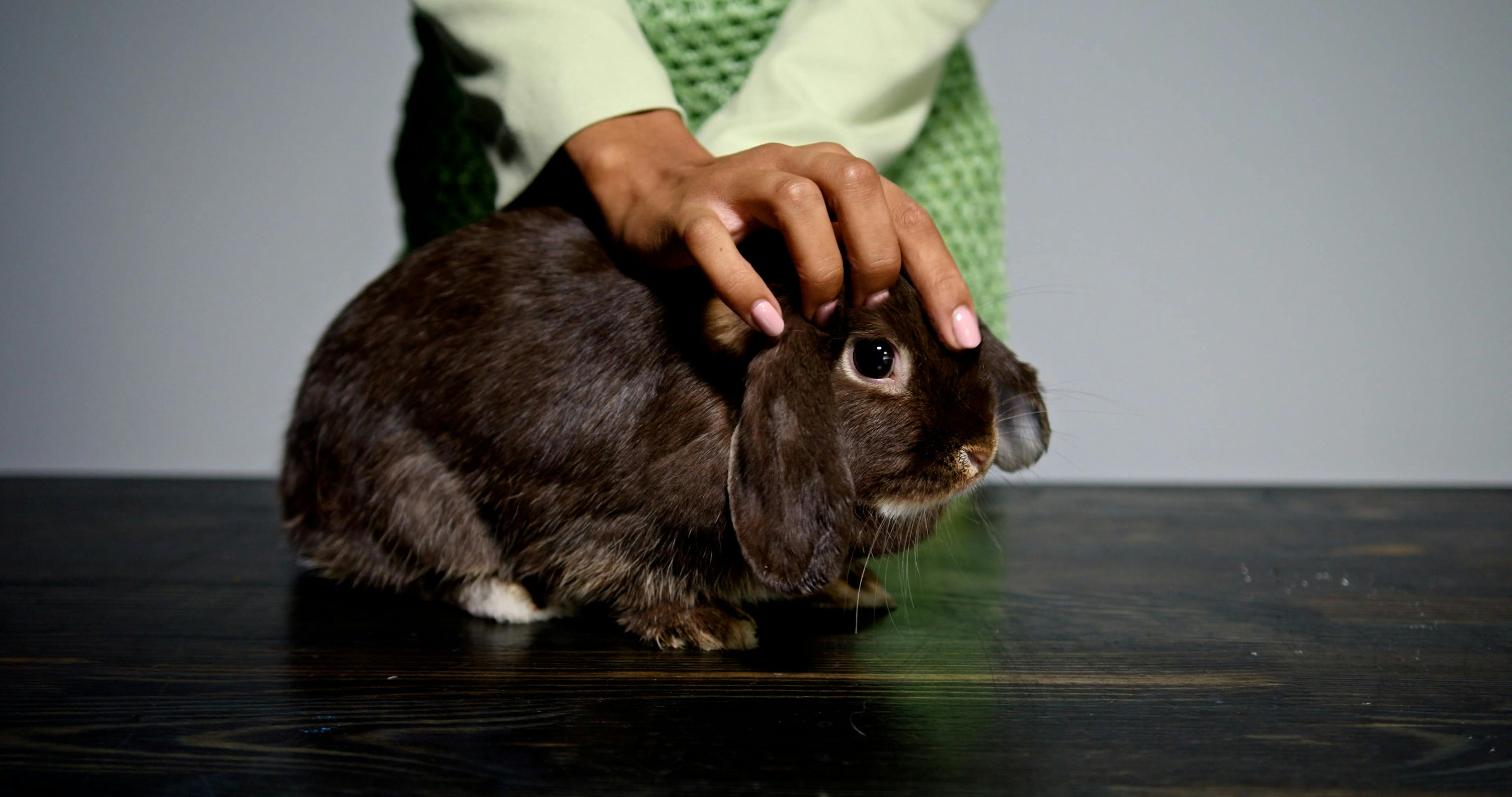 A Woman Petting a Rabbit Free Stock Video Footage, Royalty-Free 4K & HD ...