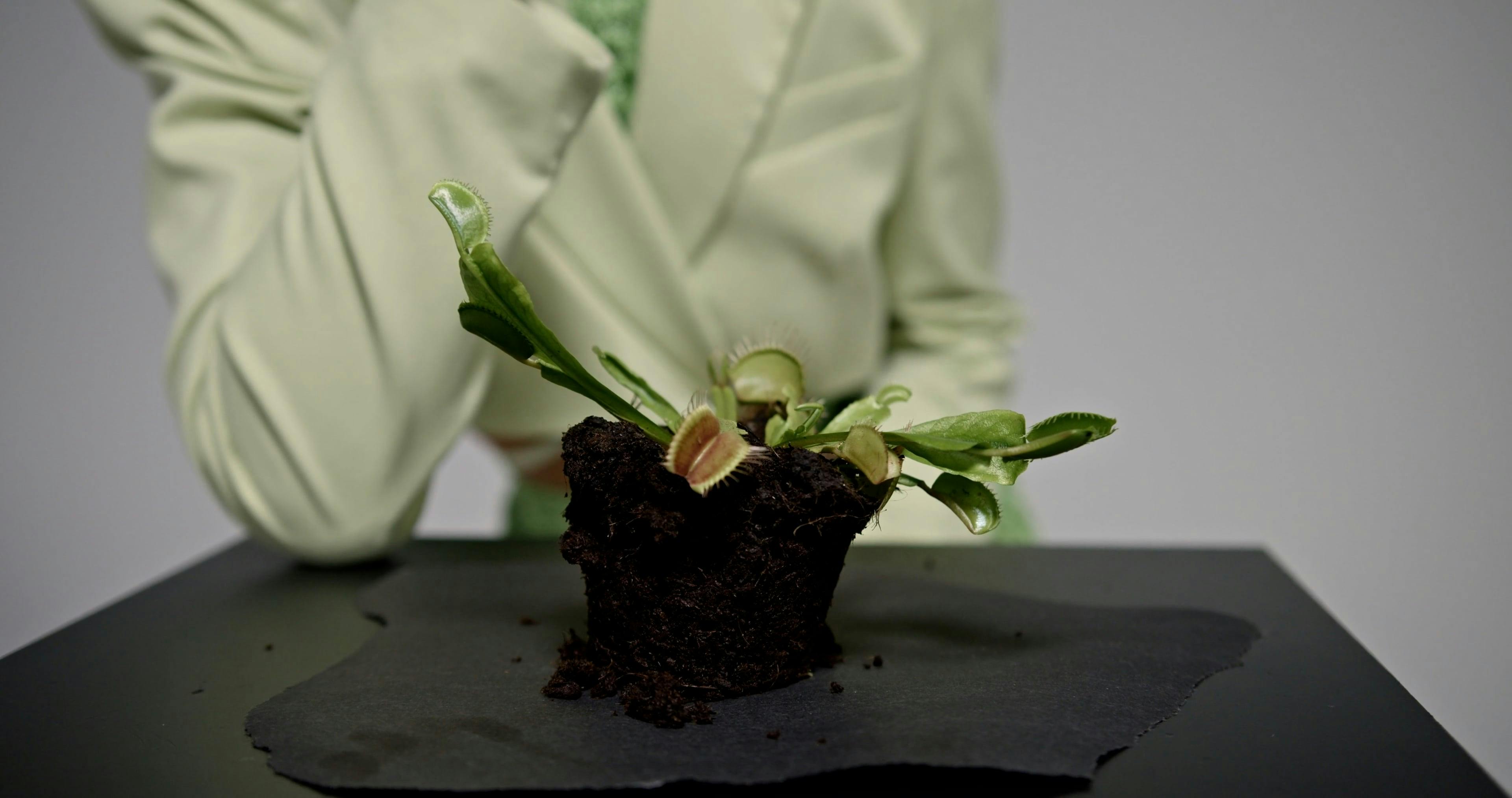 Growing Plant Videos, Download The BEST Free 4k Stock Video Footage ...