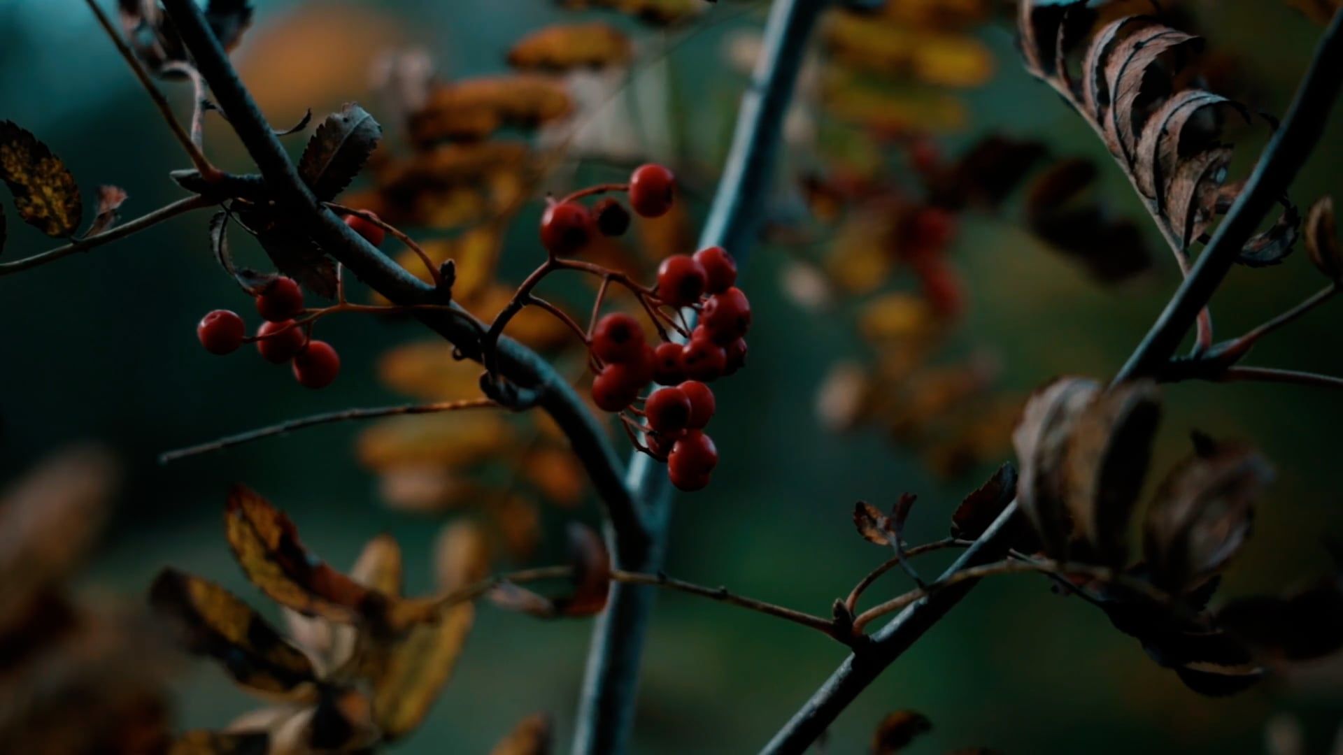 Berry Dancing Videos, Download The BEST Free 4k Stock Video Footage ...