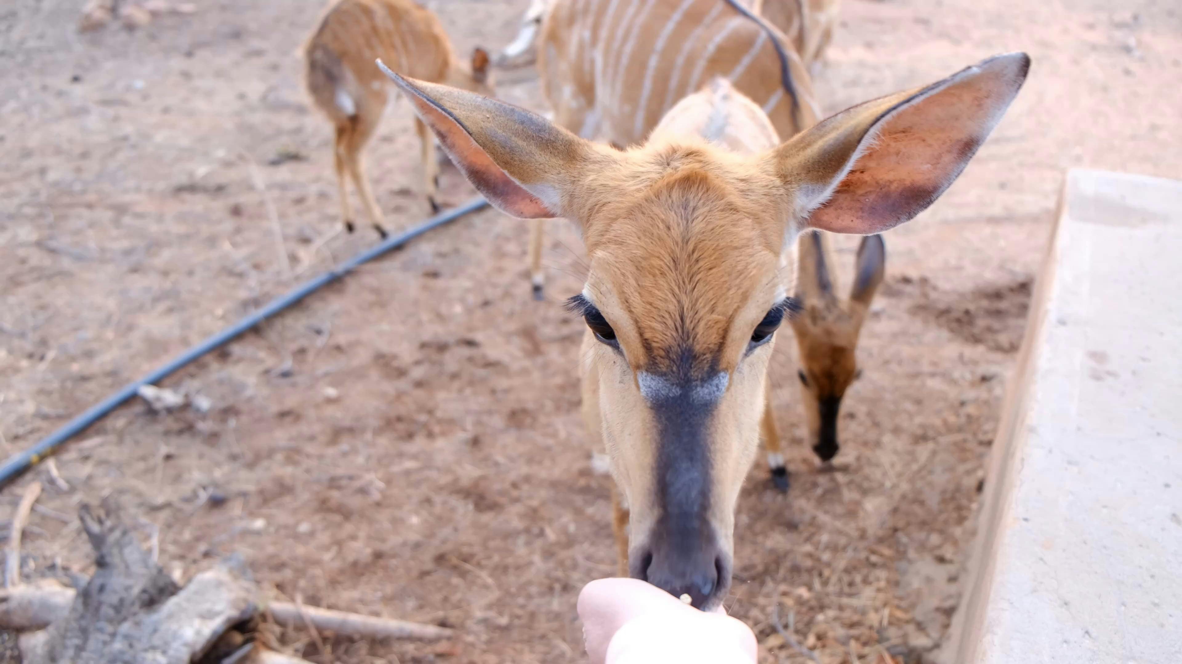 Springbok Family Videos, Download The BEST Free 4k Stock Video Footage ...