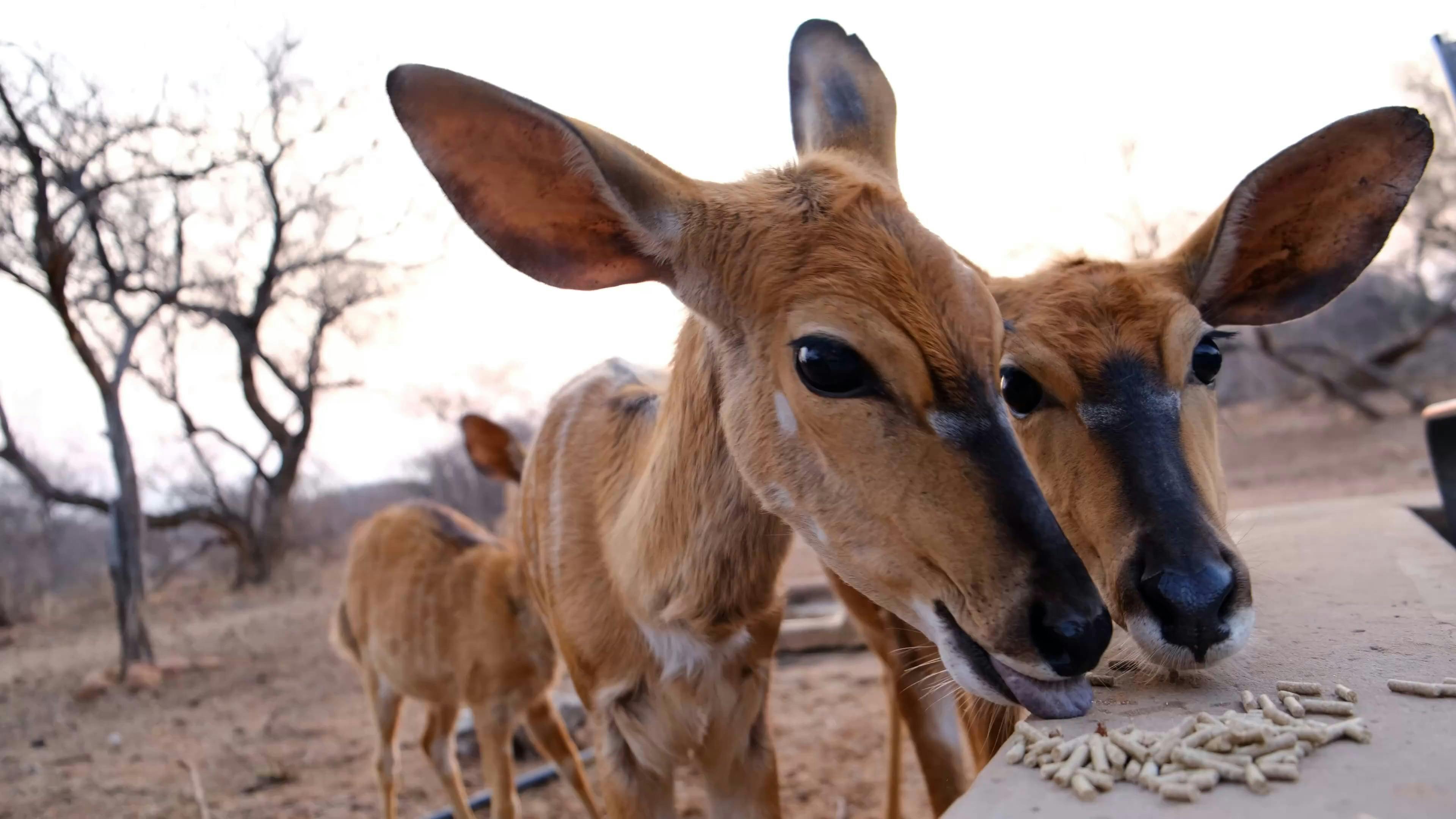 Close up on deer eating food Free Stock Video Footage, Royalty-Free 4K ...