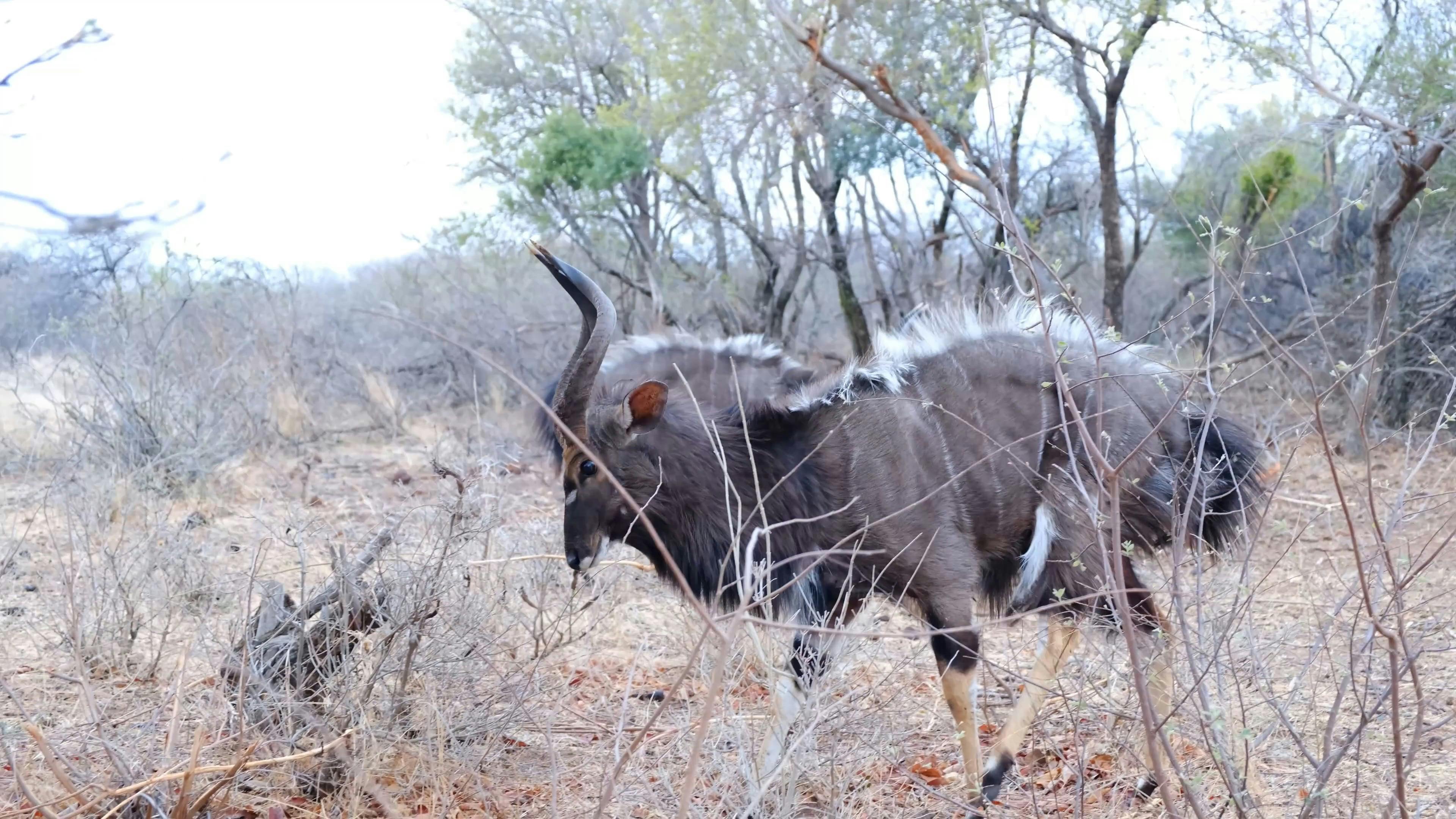 Wild Animals Running Free Stock Video Footage, Royalty-Free 4K & HD ...