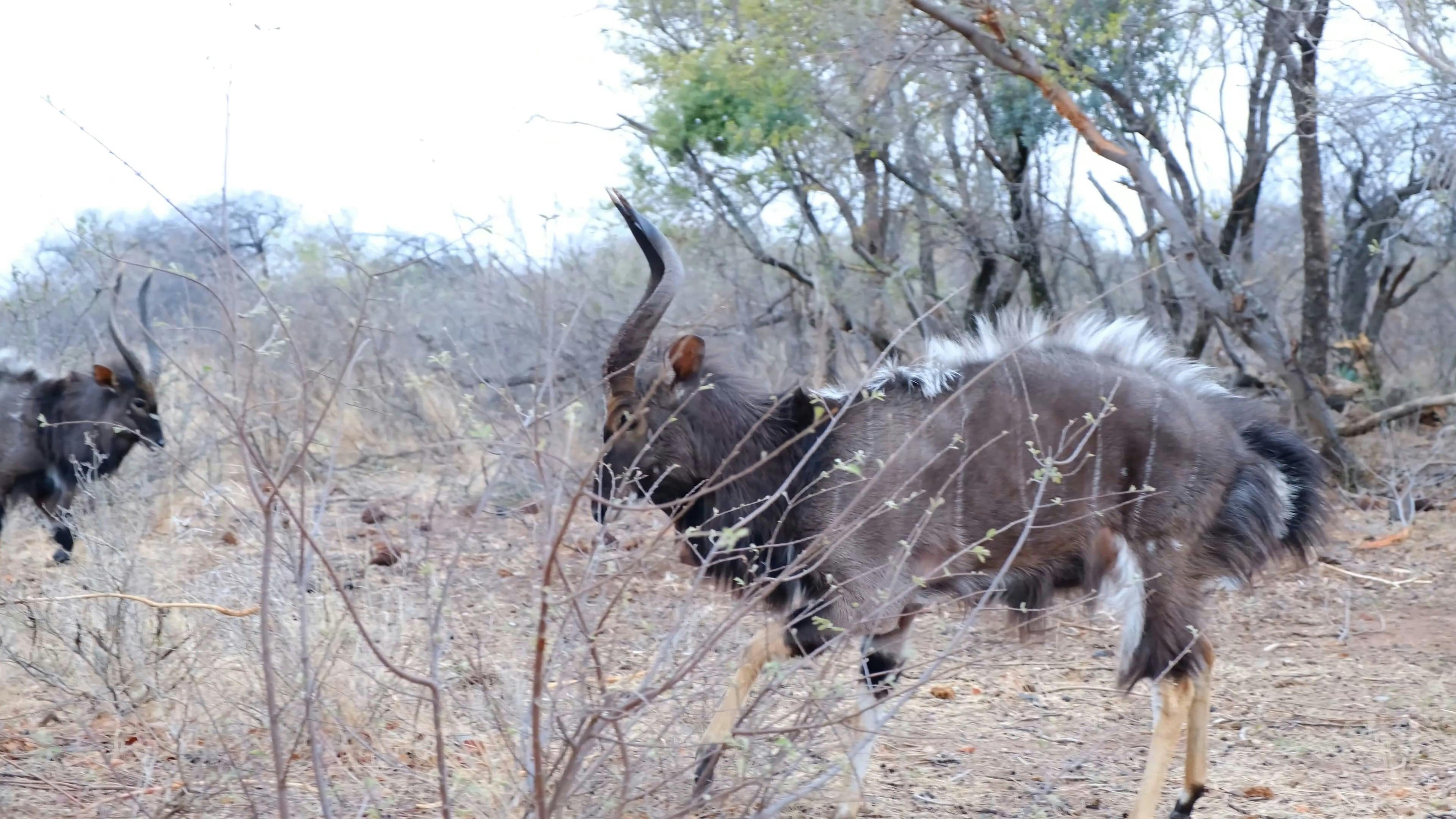 Wild Animals Running Free Stock Video Footage, Royalty-Free 4K & HD ...