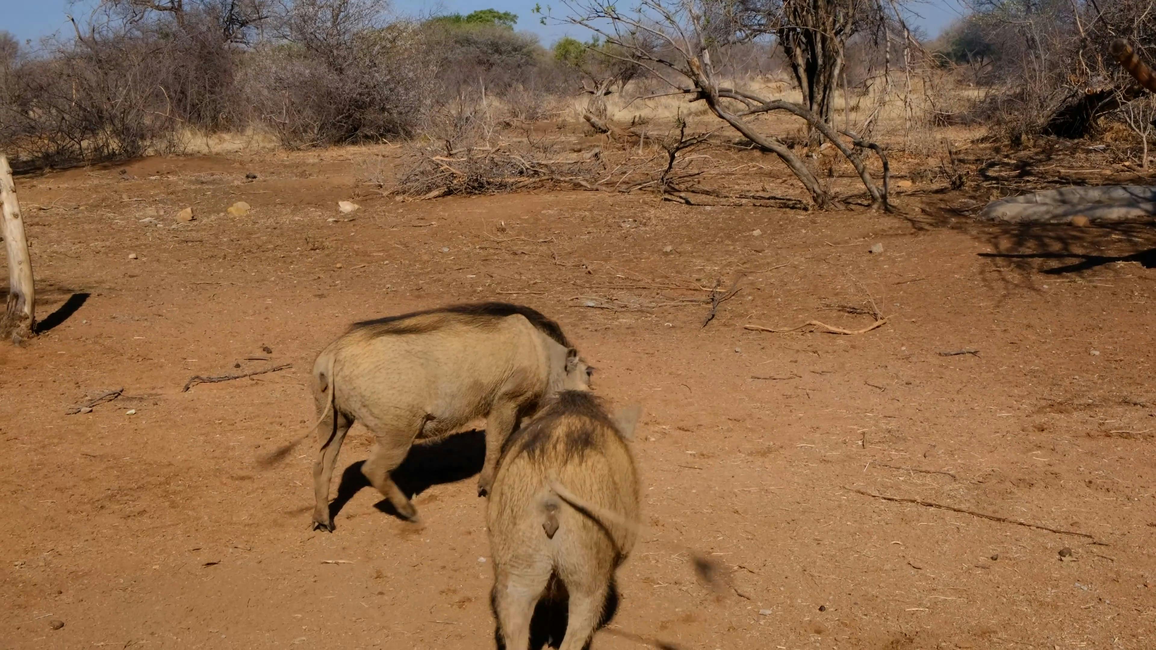 Wild Animals Running Free Stock Video Footage, Royalty-Free 4K & HD ...