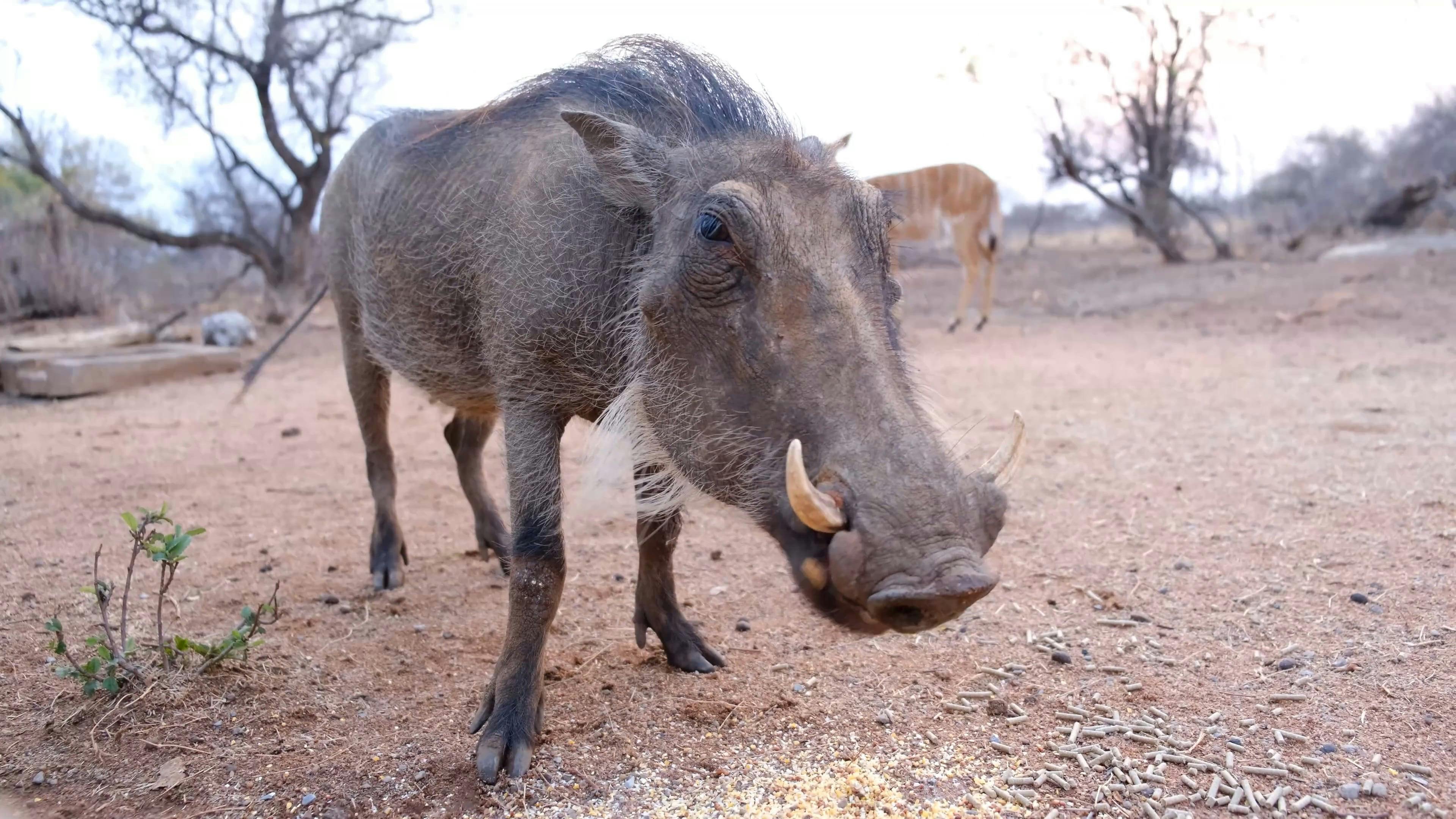 Wild Animals Running Free Stock Video Footage, Royalty-Free 4K & HD ...