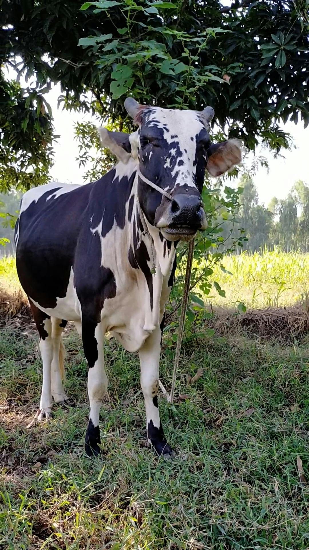 Muhammad Sufyan Ali - Fotografía