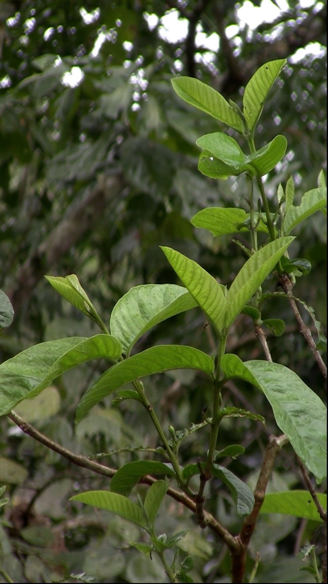 Droplets of Rain Falling on Green Leaves Free Stock Video Footage ...