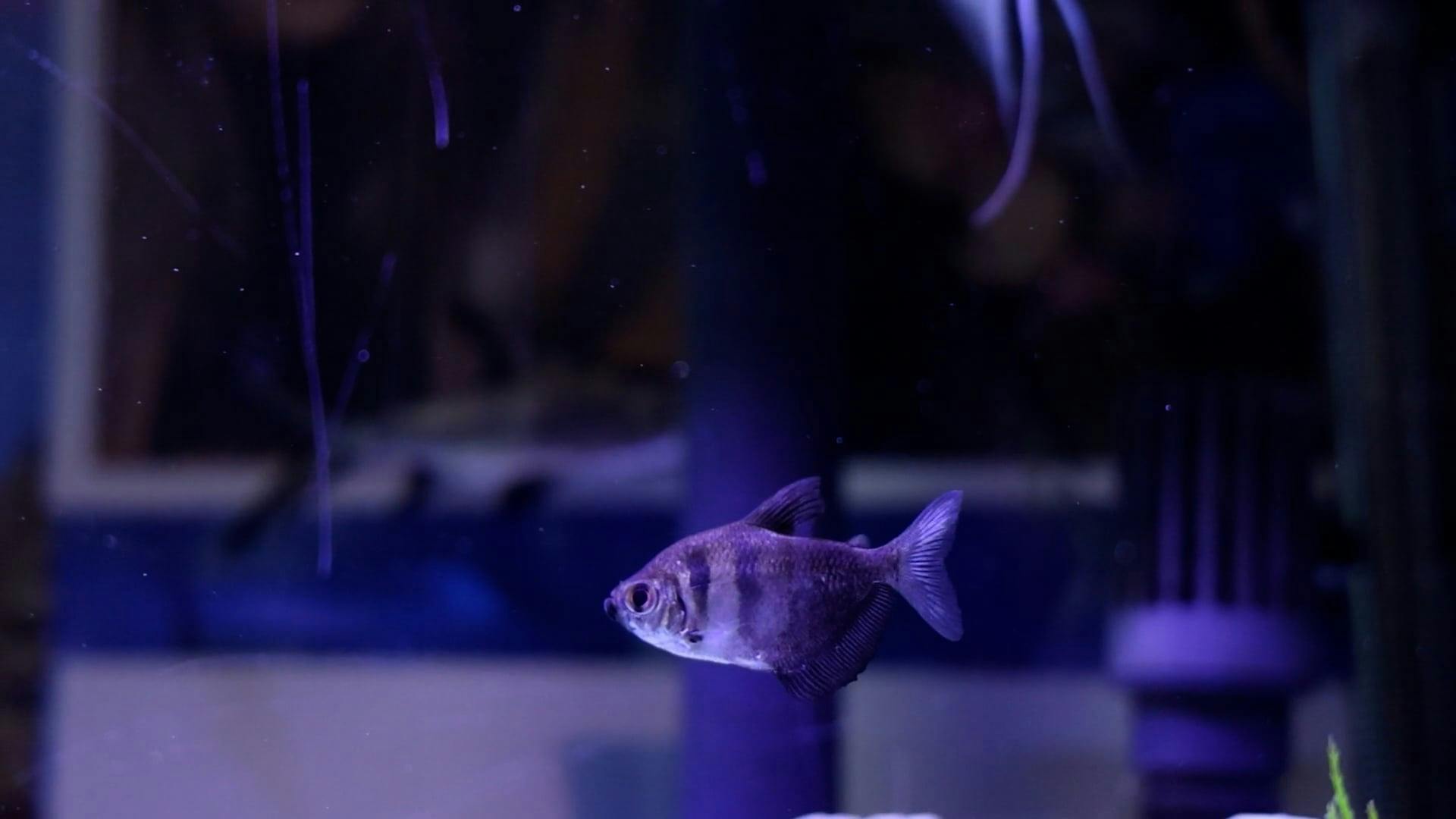 Fish Inside Aquarium Free Stock Video Footage, Royalty-Free 4K & HD ...