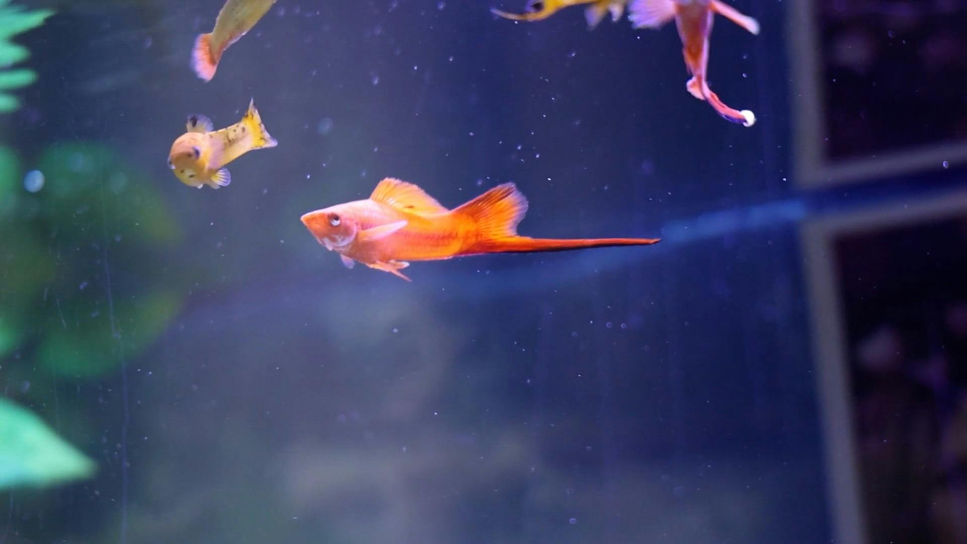 Fish Inside Aquarium Free Stock Video Footage, Royalty-Free 4K & HD ...