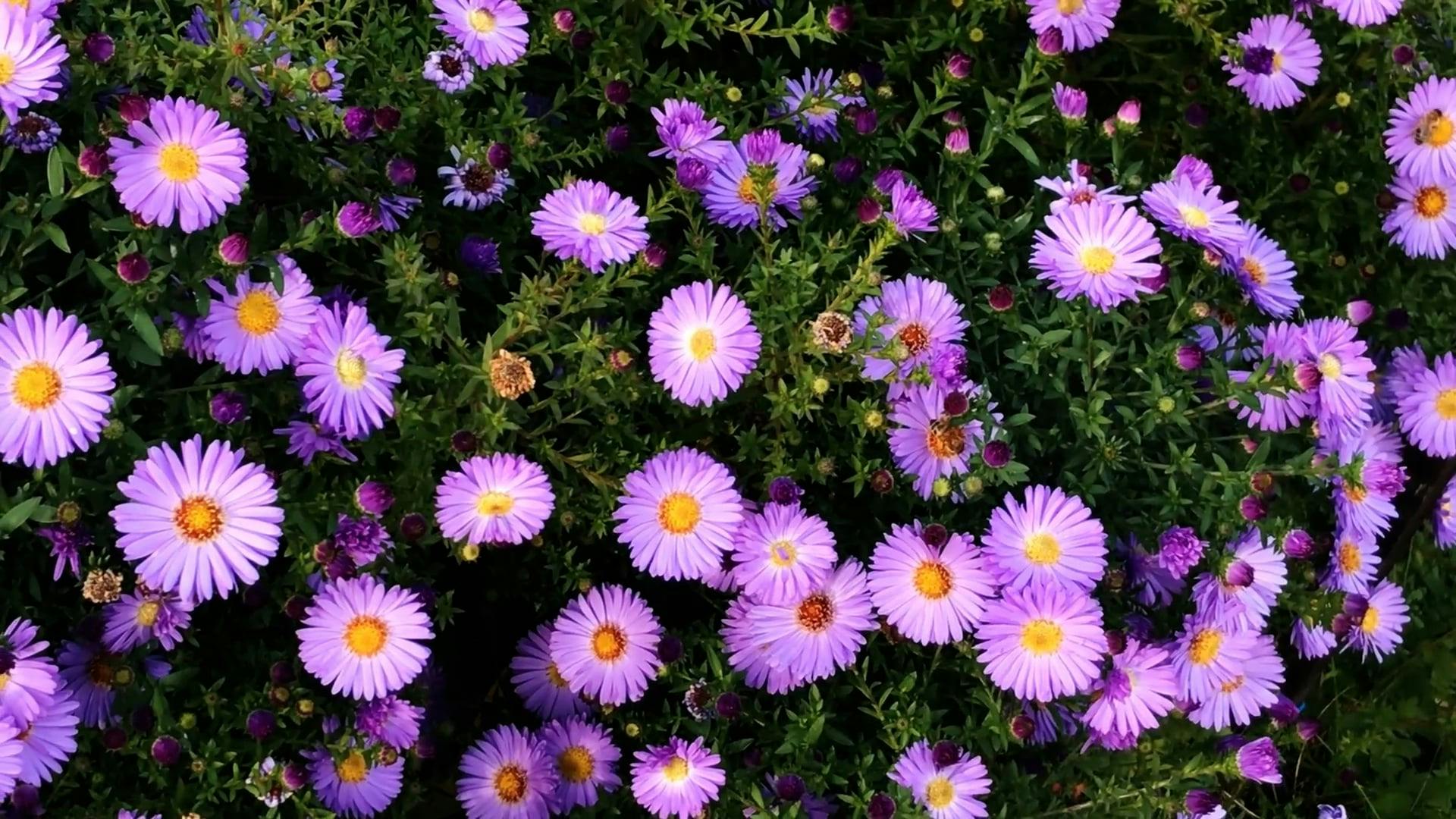 Close-up Footage of Flower Field Free Stock Video Footage, Royalty-Free ...