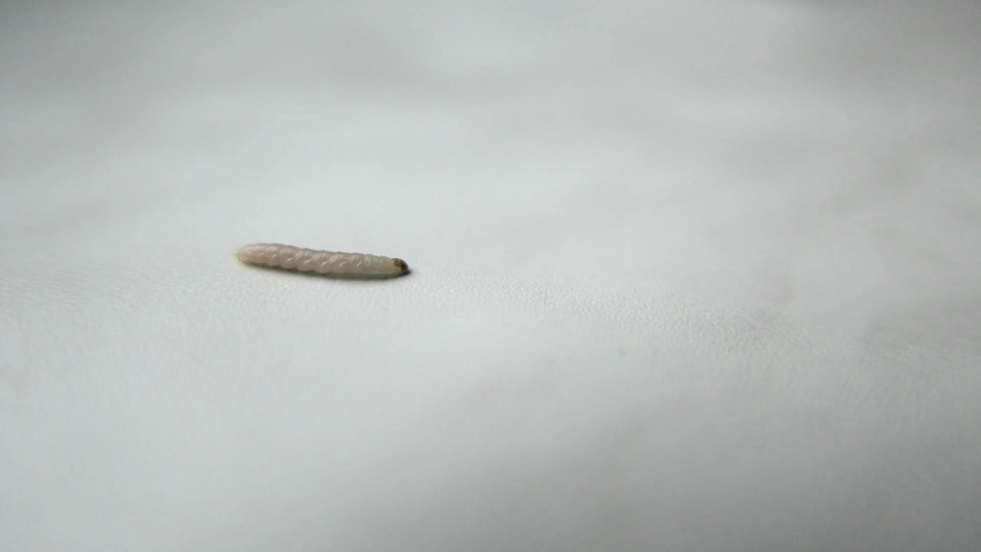 A White Larvae Crawling Free Stock Video Footage, Royalty-Free 4K & HD ...