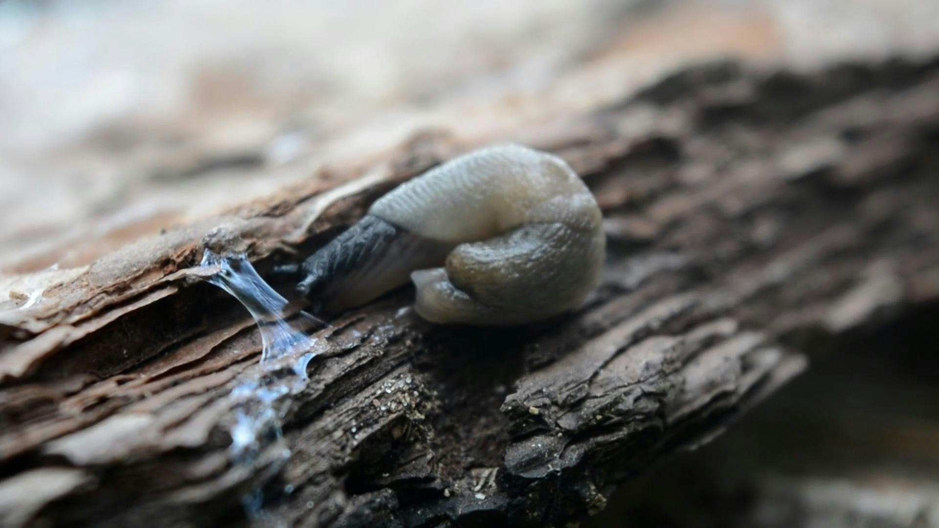 Slug Trails Videos, Download The BEST Free 4k Stock Video Footage ...