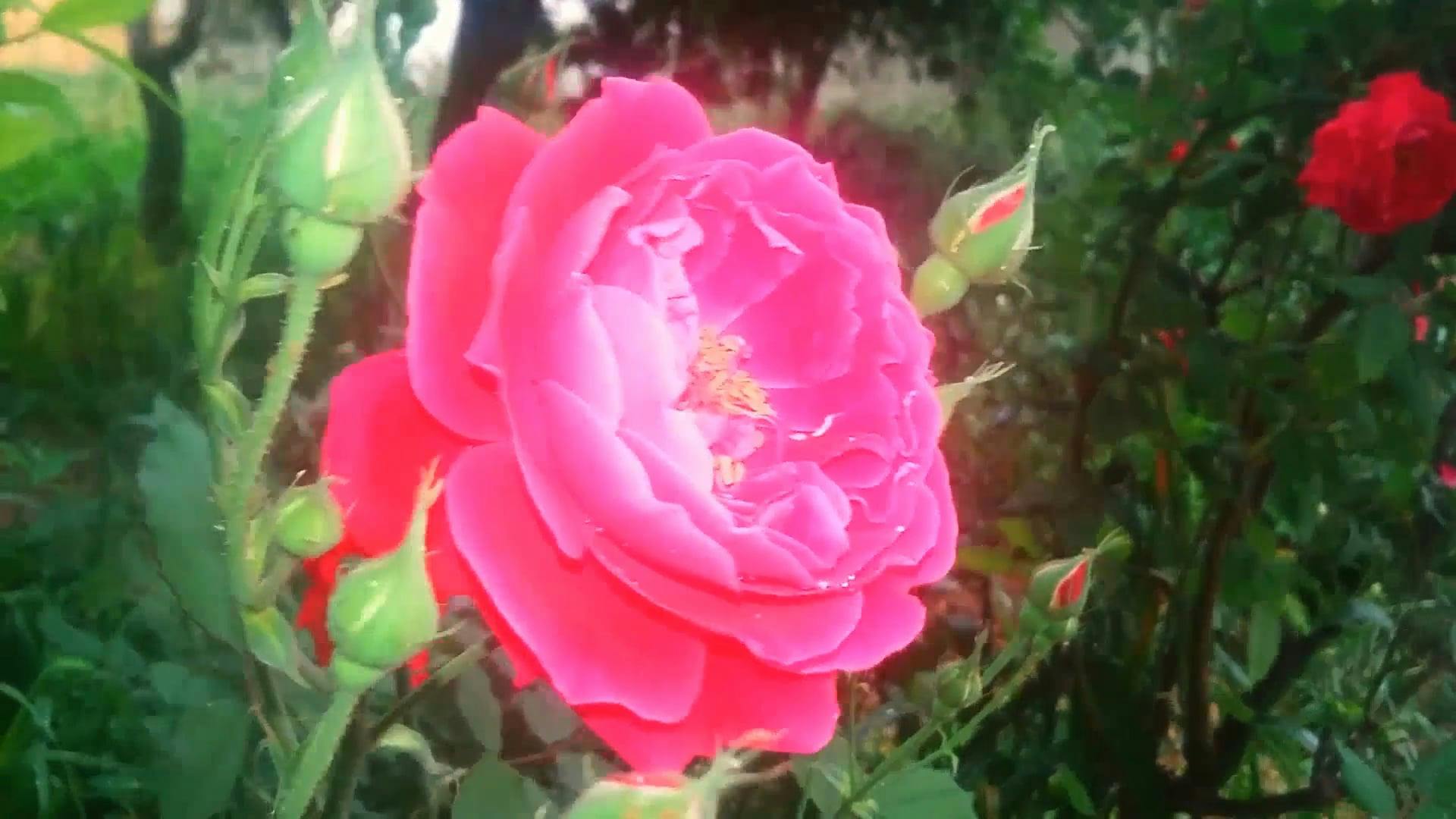 Video Of Flower Blooming Free Stock Video Footage, Royalty-Free 4K & HD ...