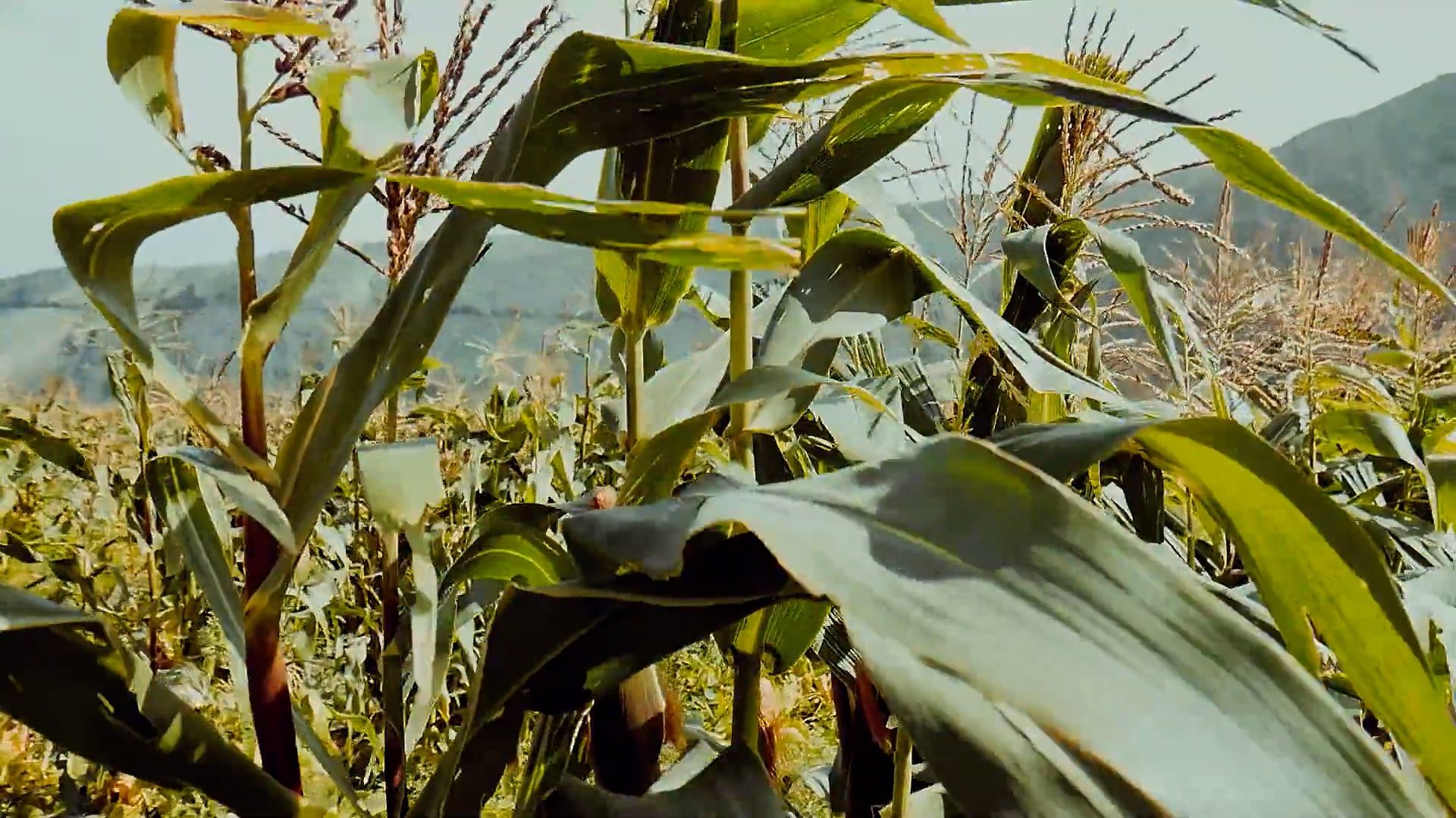 Moving Crops Close Up Video Free Stock Video Footage, Royalty-Free 4K ...