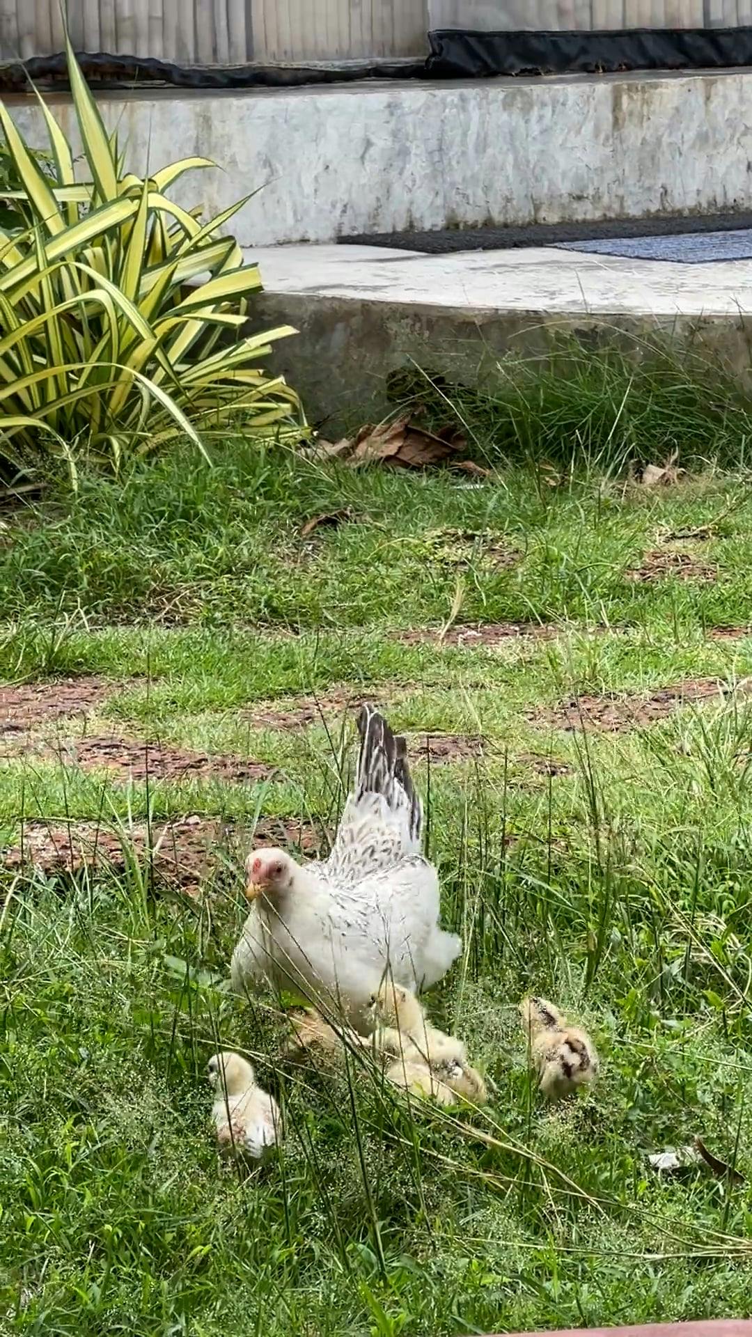 Close up on Chickens Free Stock Video Footage, Royalty-Free 4K & HD ...