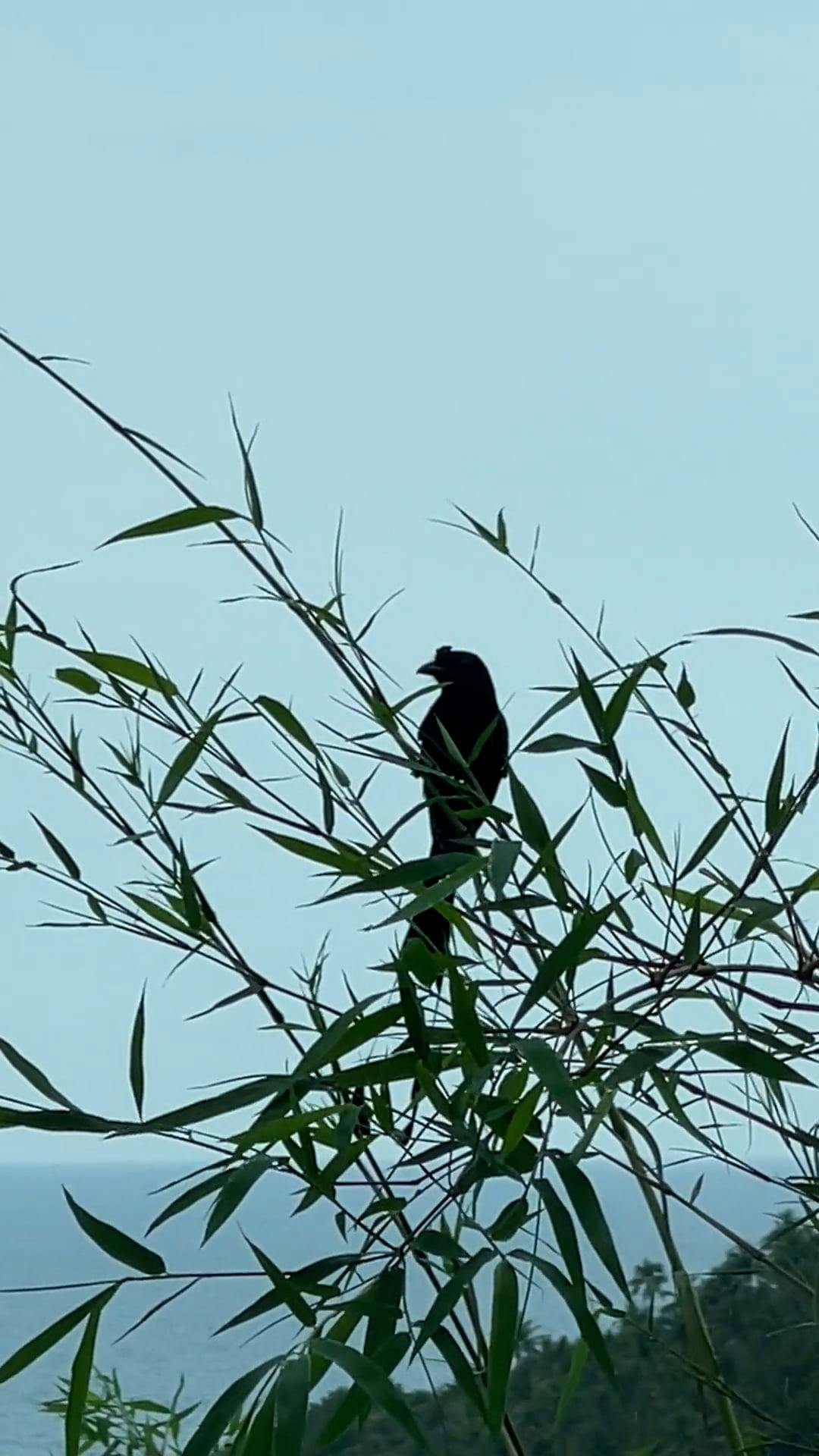 A Bird Perched on a Tree Branch Free Stock Video Footage, Royalty-Free ...