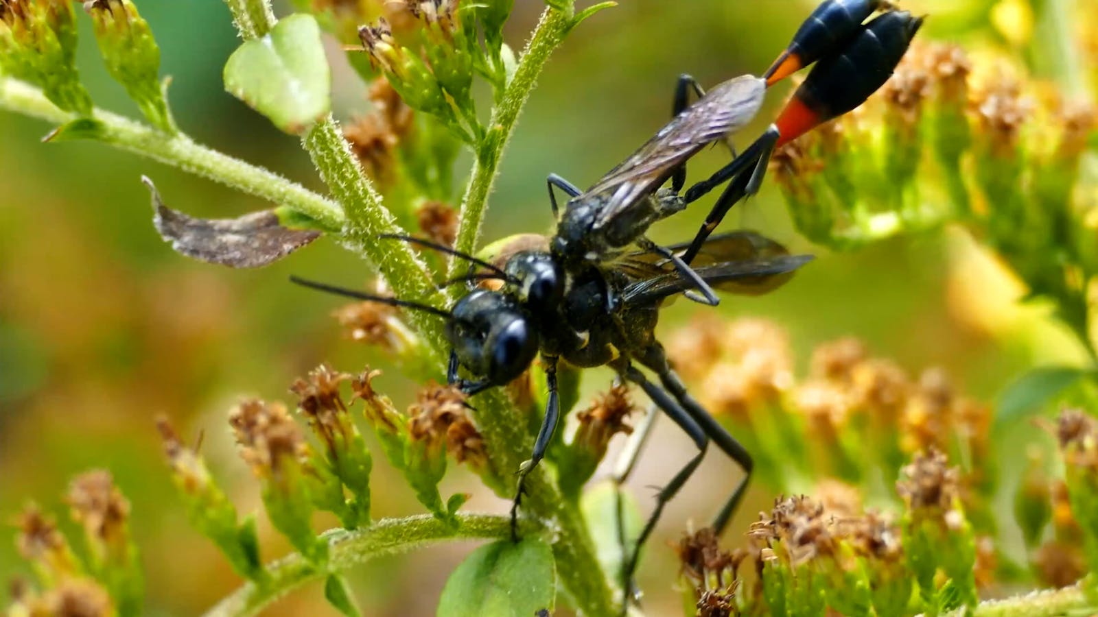 Mating Animals Videos, Download The BEST Free 4k Stock Video Footage ...