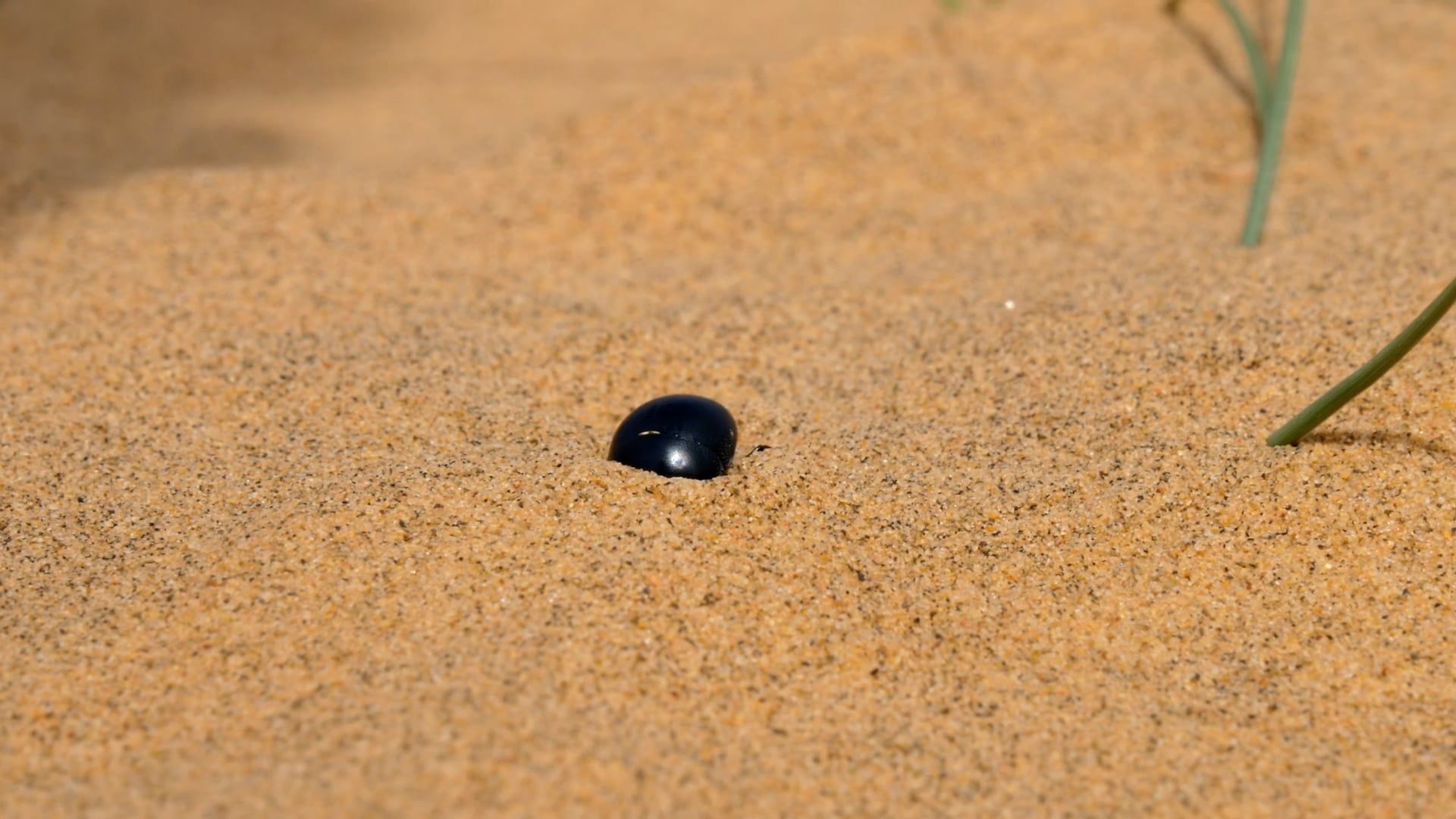 Beetle Digging in Sand in Desert Free Stock Video Footage, Royalty-Free ...