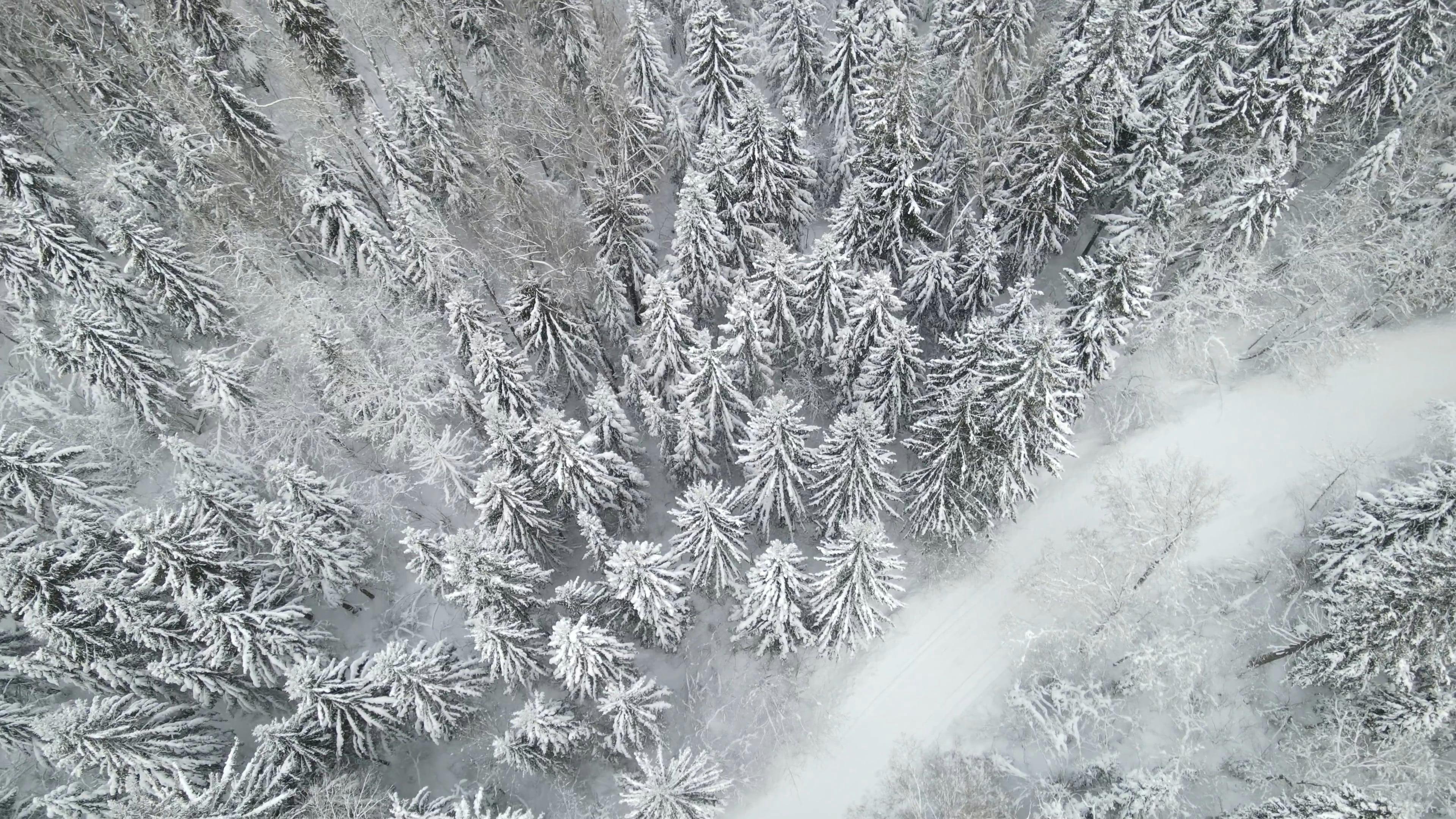 Snow Falling on Trees · Free Stock Video