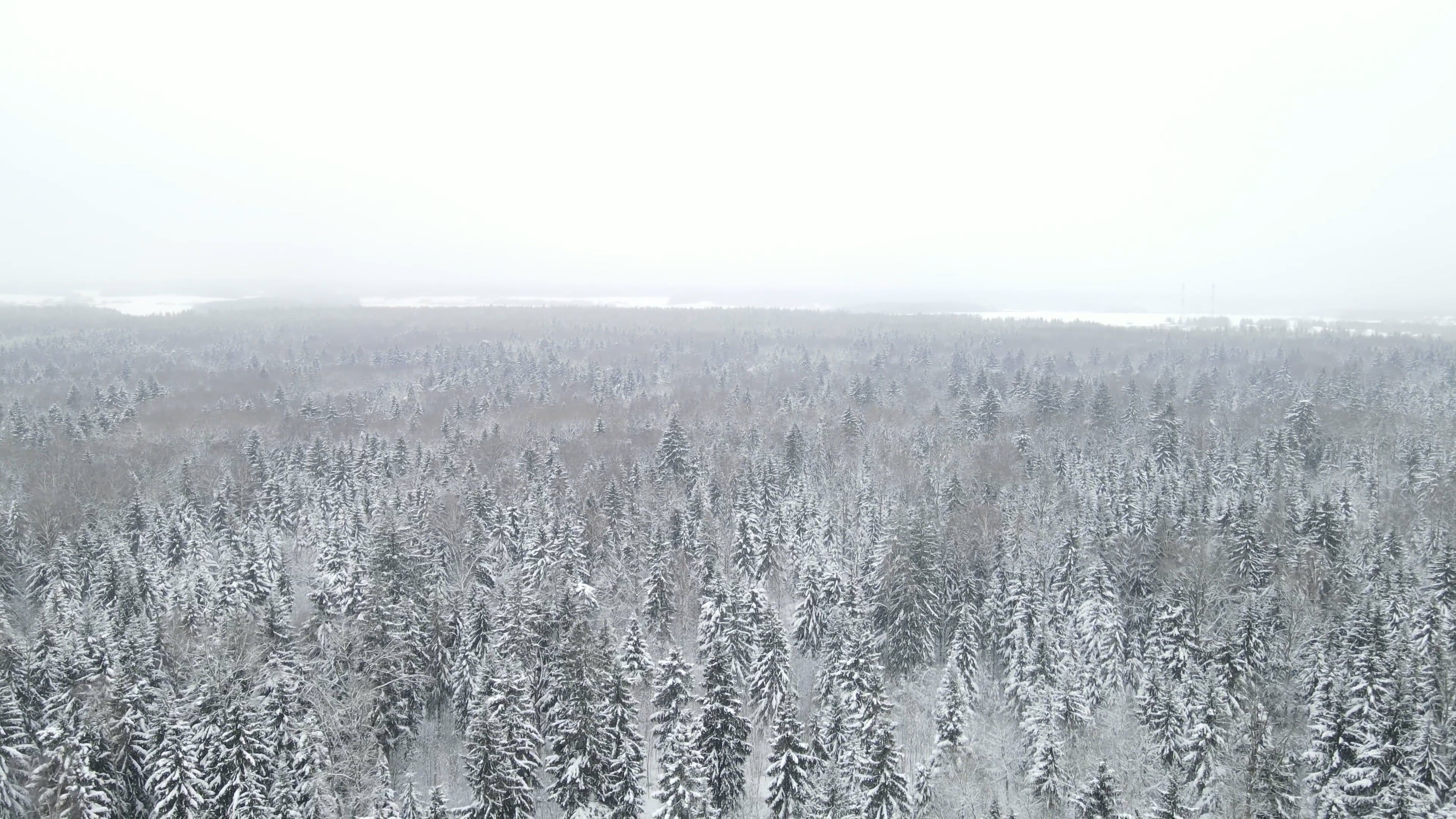 Snow Falling in the Forest Free Stock Video Footage, Royalty-Free 4K ...