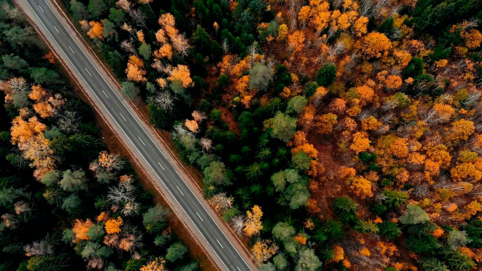 Drone Footage of A Thick Forest Free Stock Video Footage, Royalty-Free ...