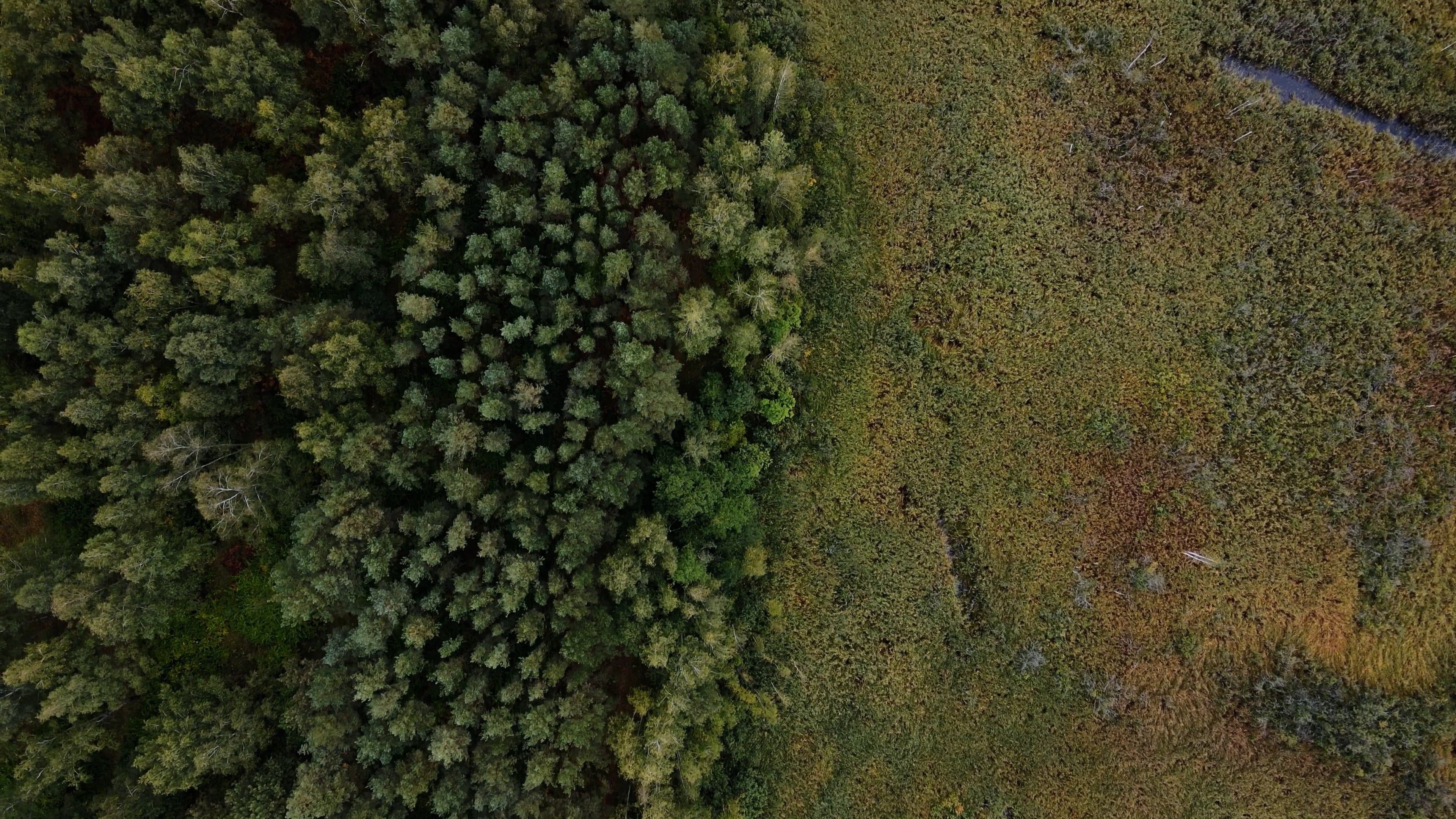 Forest Core Videos, Download The BEST Free 4k Stock Video Footage ...