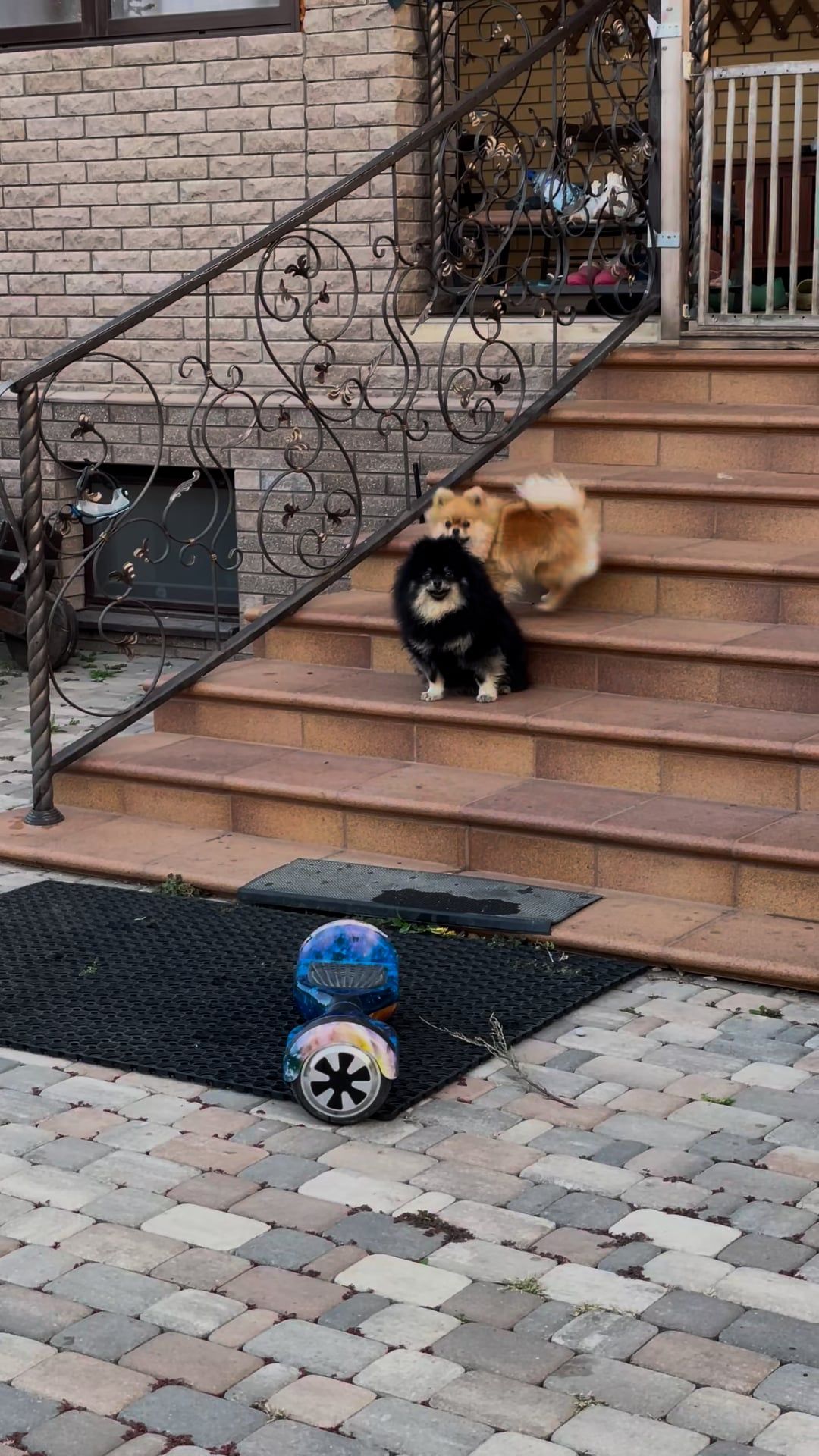 Two Dogs Playing on Steps Free Stock Video Footage, Royalty-Free 4K ...