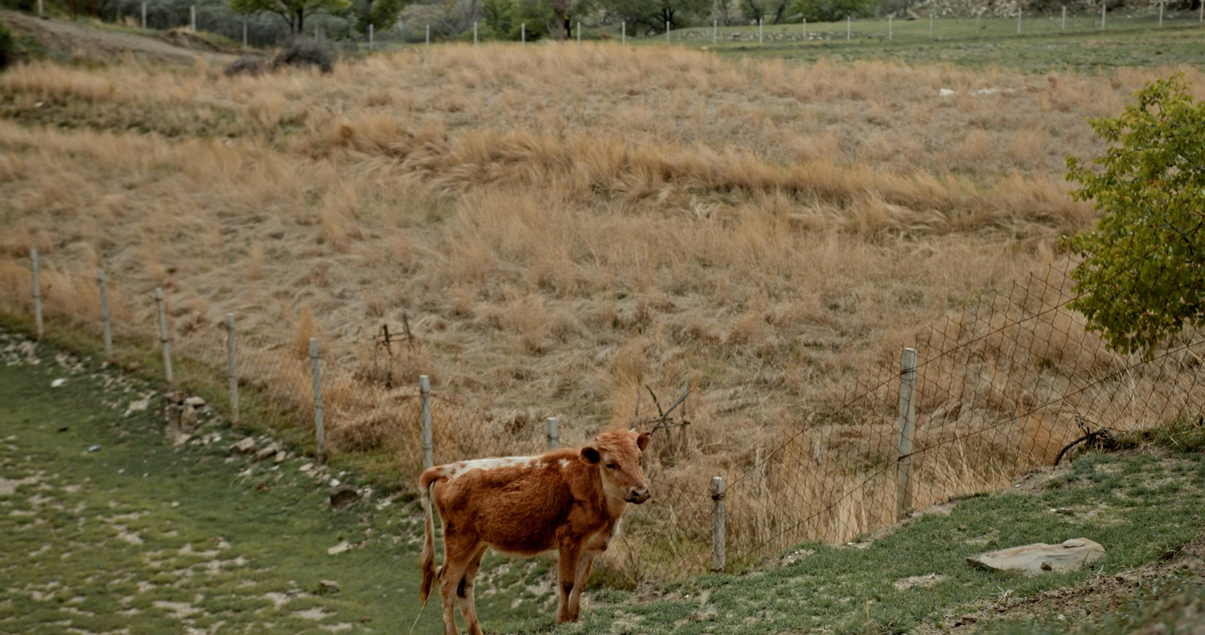 A Cow Walking Uphill Free Stock Video Footage, Royalty-Free 4K & HD ...
