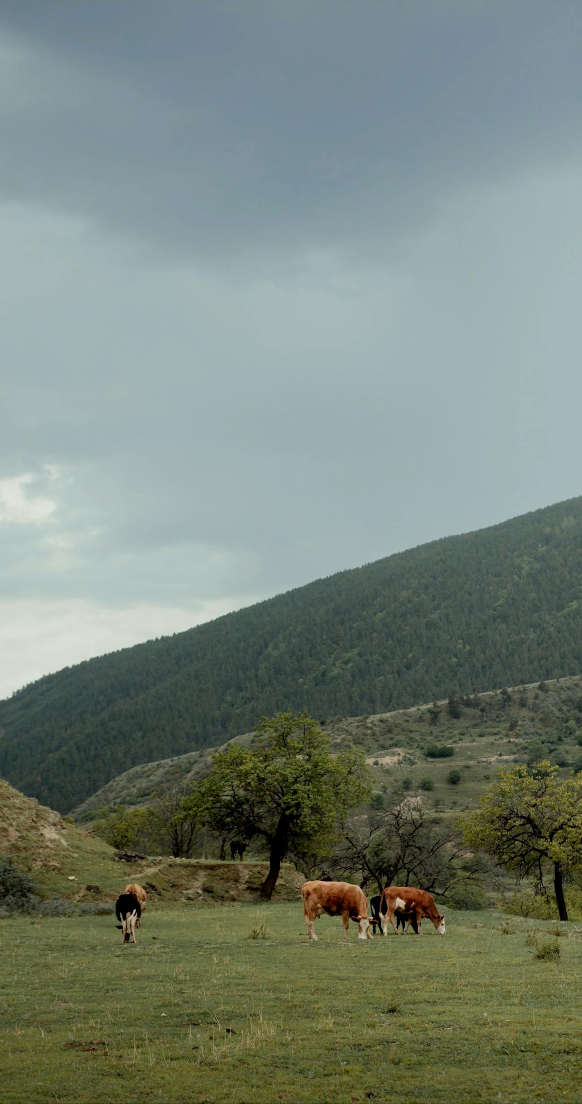 Animals Eating Videos, Download The BEST Free 4k Stock Video Footage ...