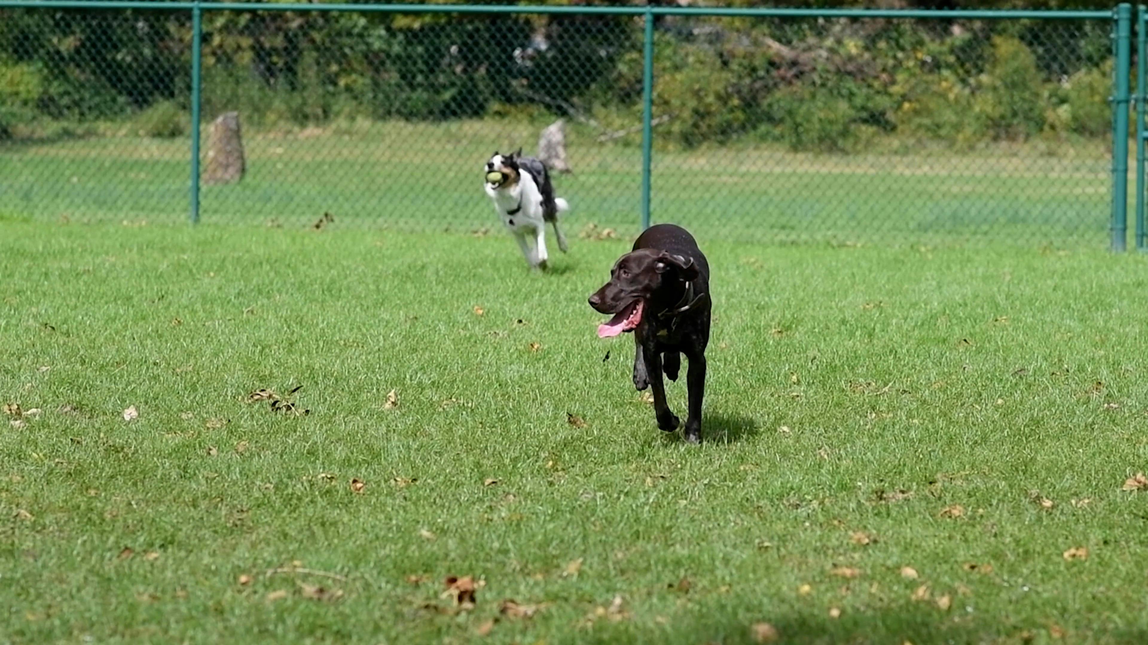 Dogs Running Around and Playing · Free Stock Video
