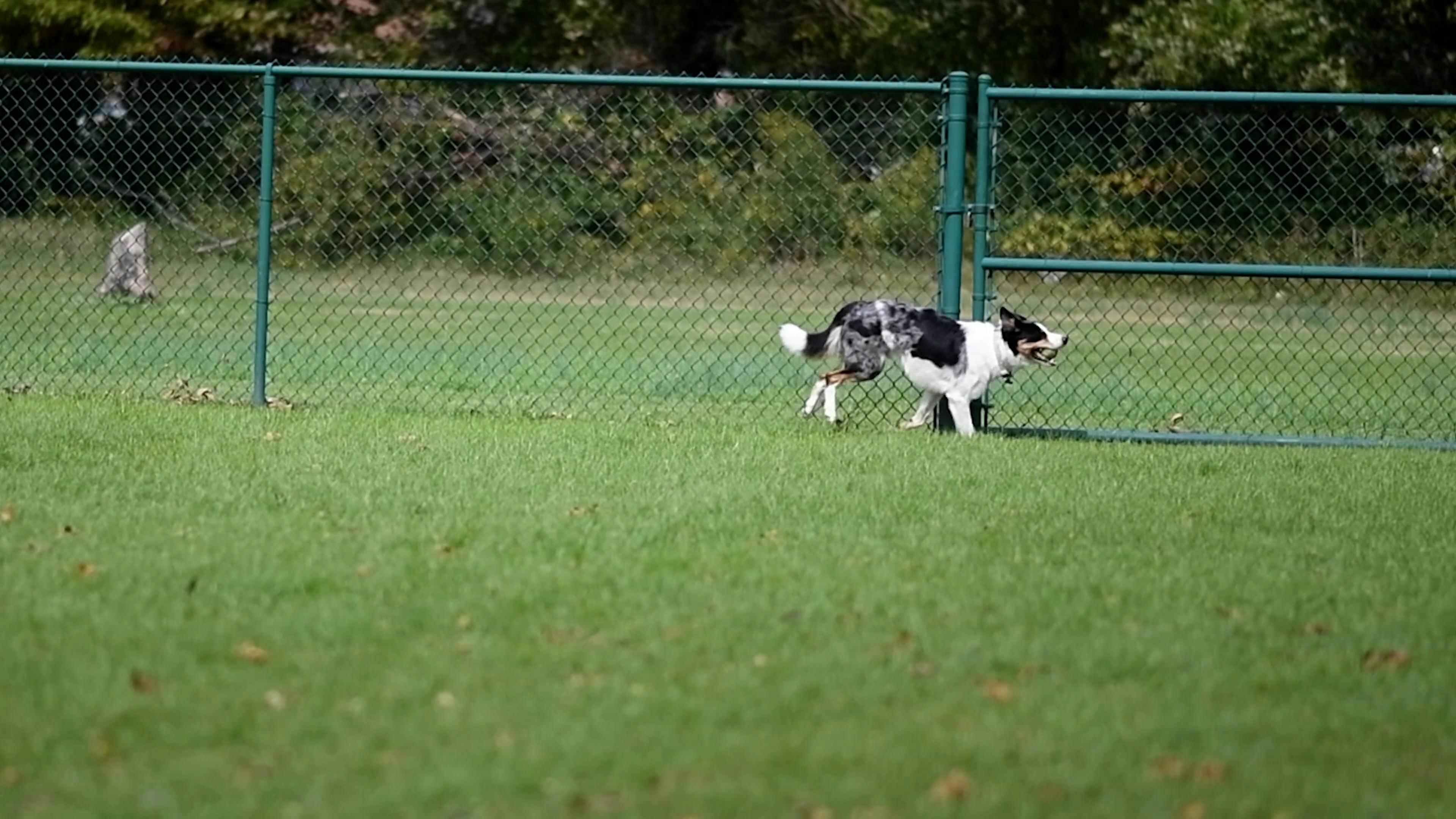 Dogs Running in Slow Motion Free Stock Video Footage, Royalty-Free 4K ...
