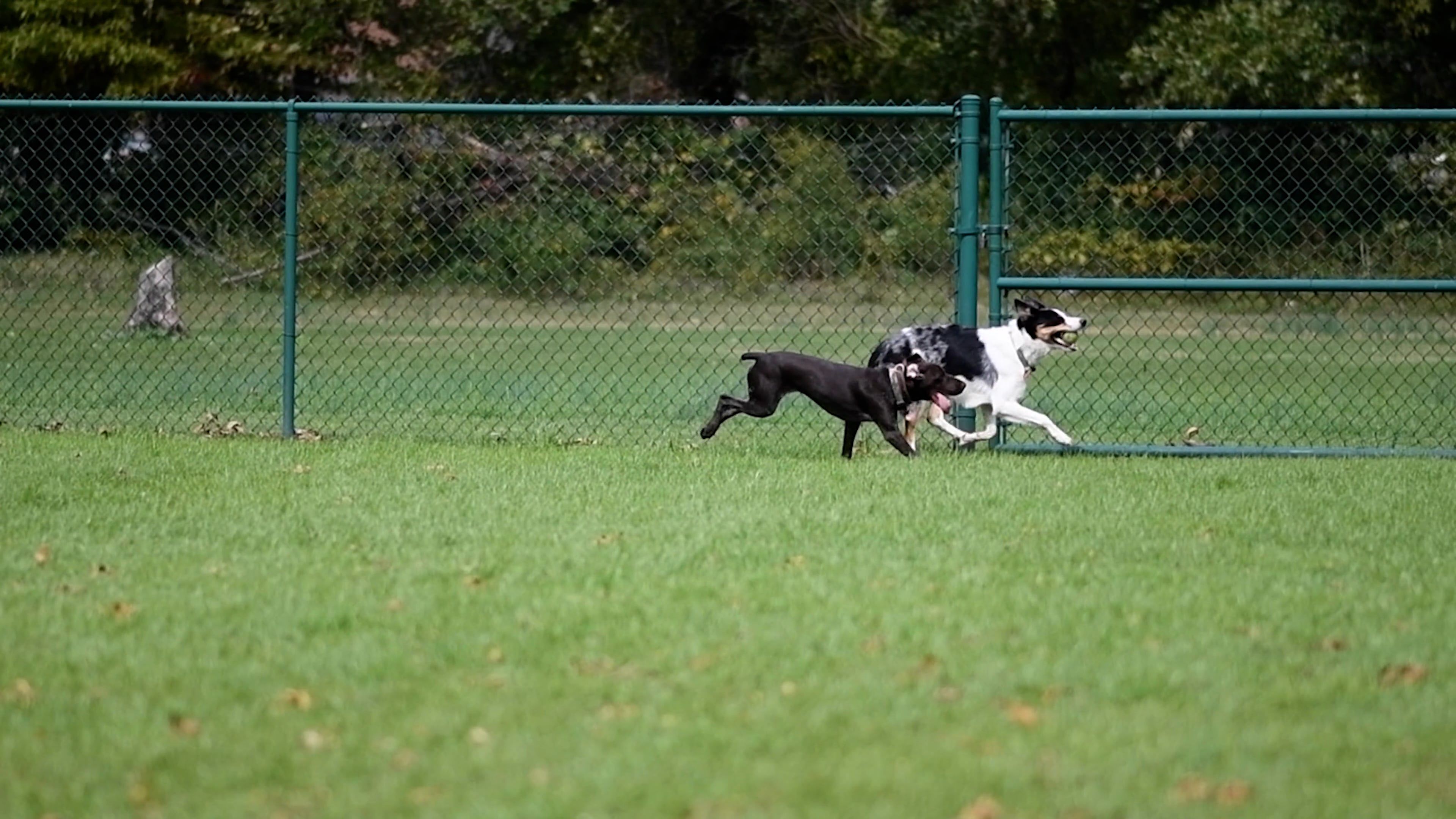 Dogs Playing Free Stock Video Footage, Royalty-Free 4K & HD Video Clip