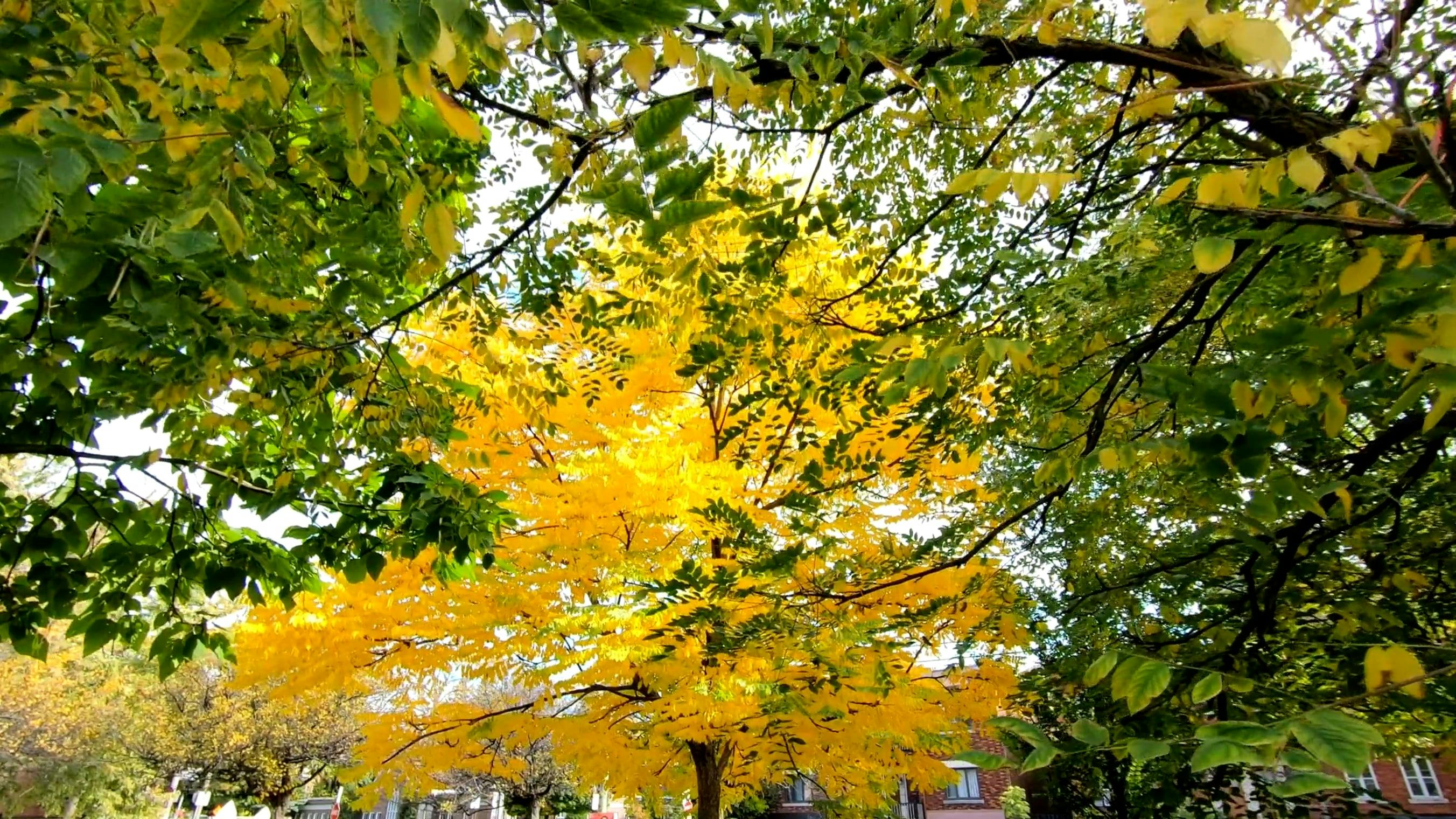 Autumn Season Free Stock Video Footage, Royalty-Free 4K & HD Video Clip