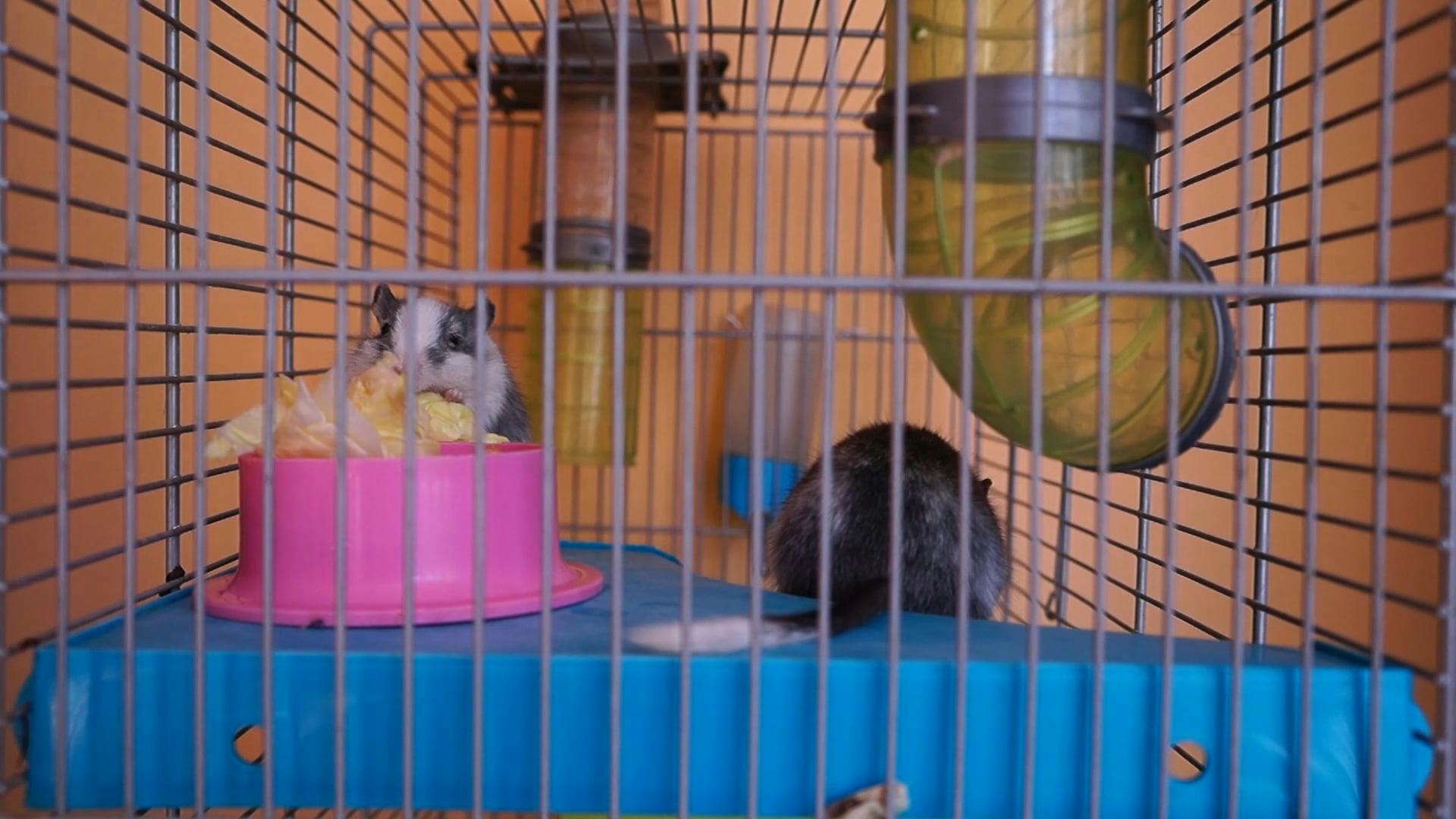 Two Cute Little Hamsters Free Stock Video Footage, Royalty-Free 4K & HD ...