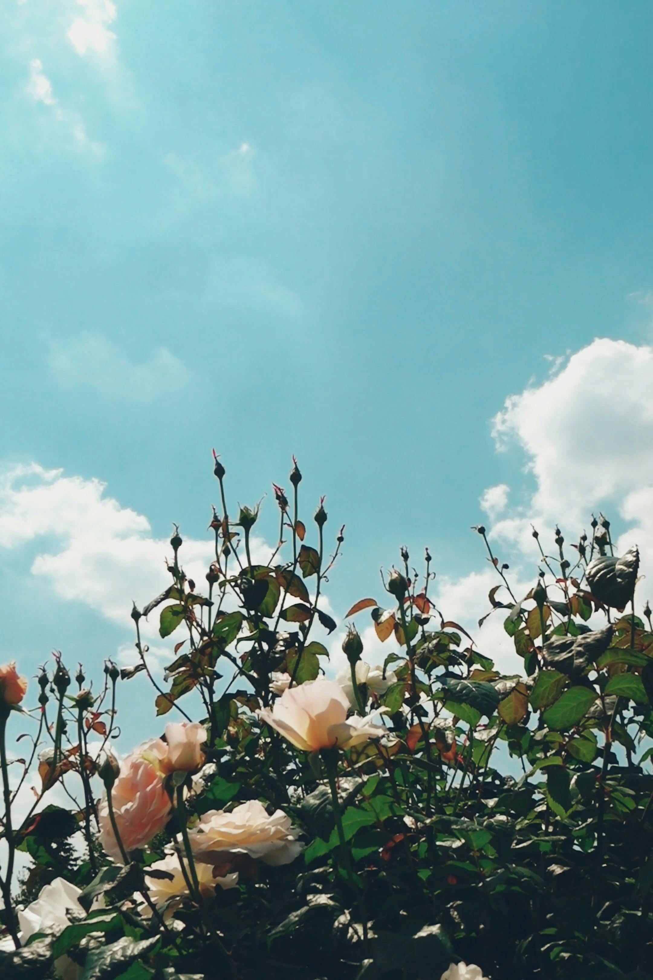 Low Angle Shot of Pink Roses Free Stock Video Footage, Royalty-Free 4K ...