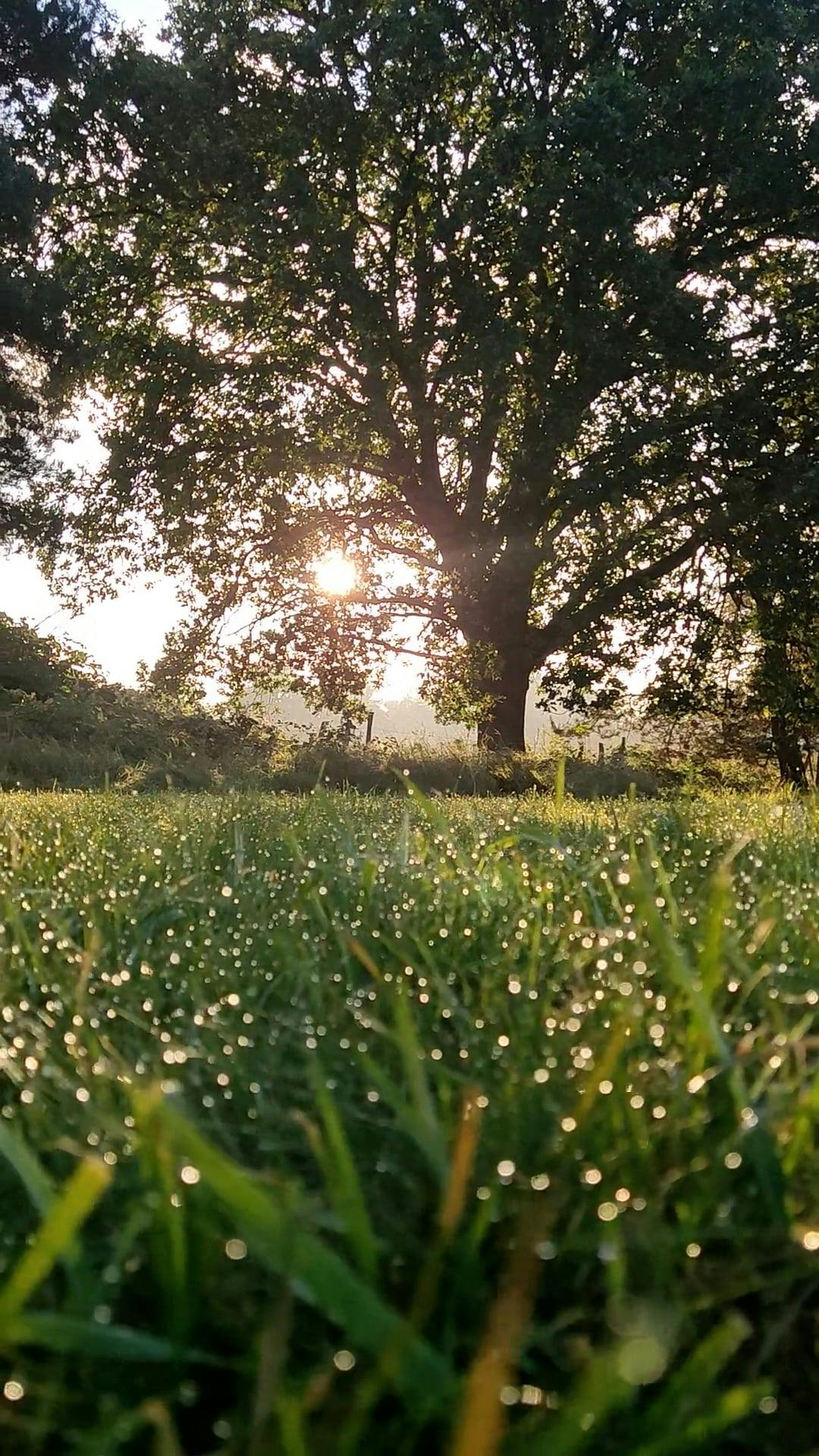 The Ray Of Sun On The Forest Ground · Free Stock Video