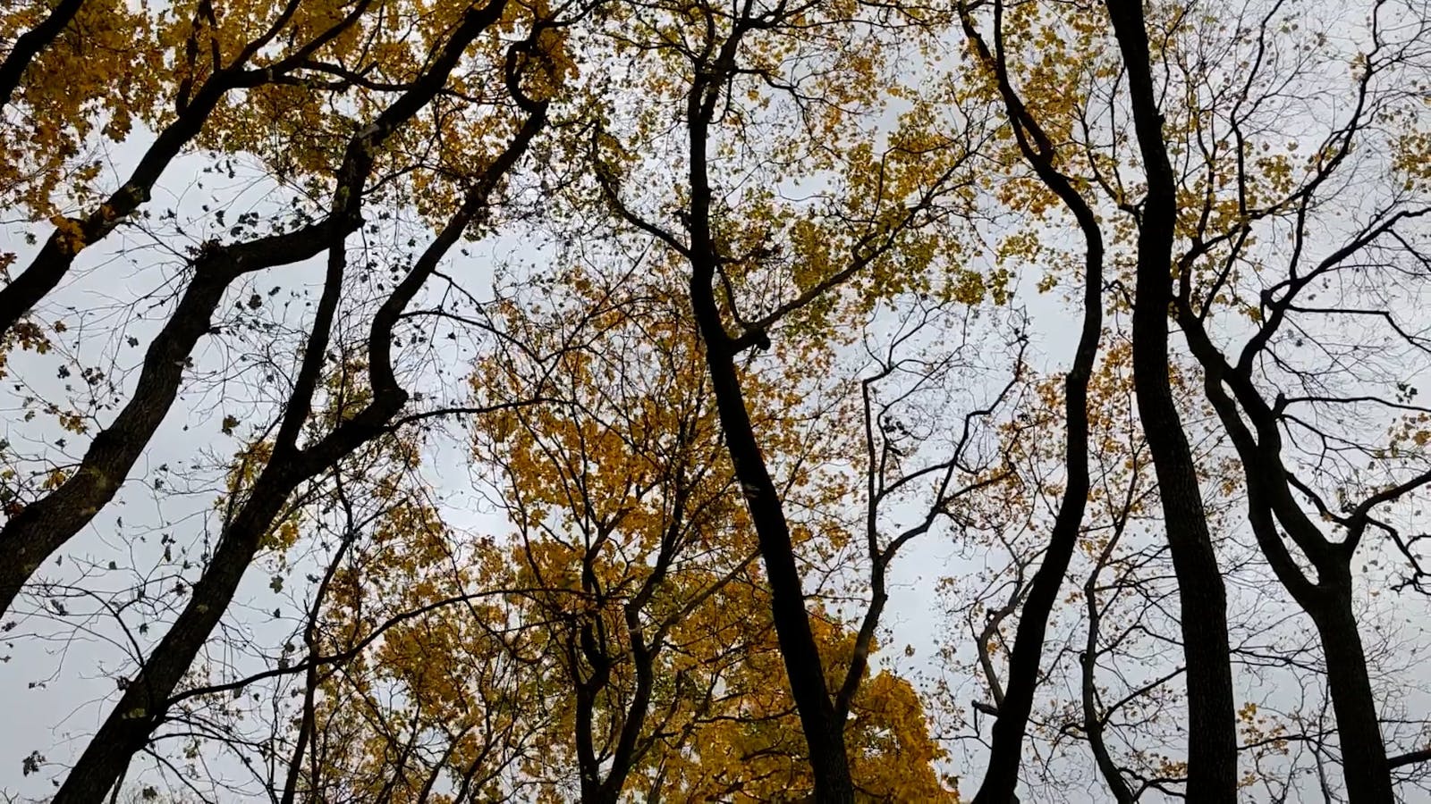 Leaf Falling Videos, Download The BEST Free 4k Stock Video Footage ...