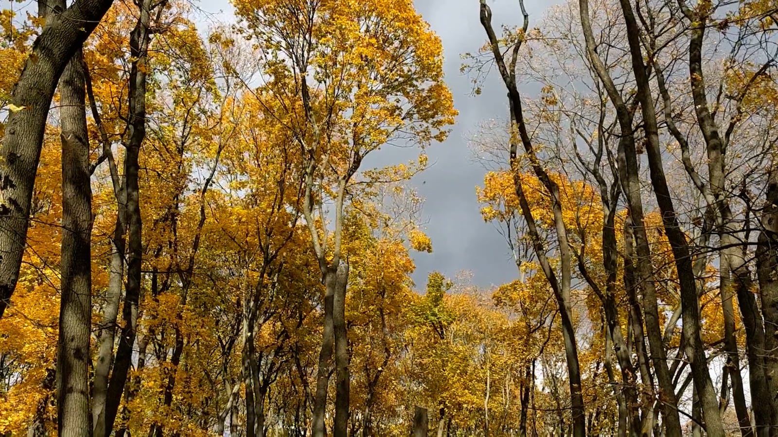 Leaf Falling Videos, Download The BEST Free 4k Stock Video Footage ...