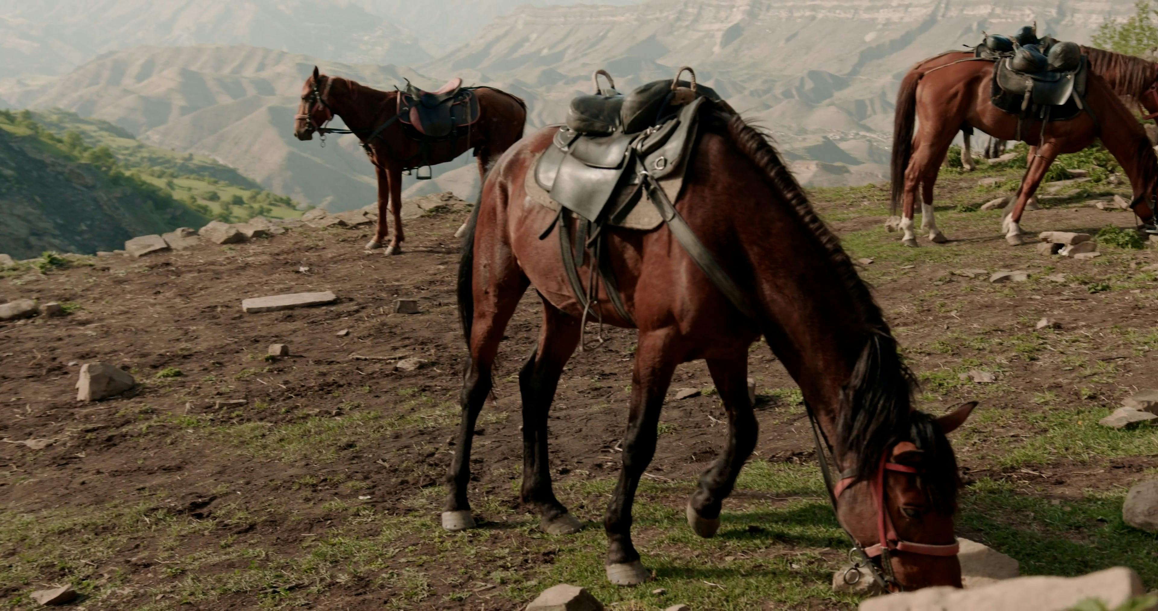 Group Of Horses Videos, Download The BEST Free 4k Stock Video Footage ...